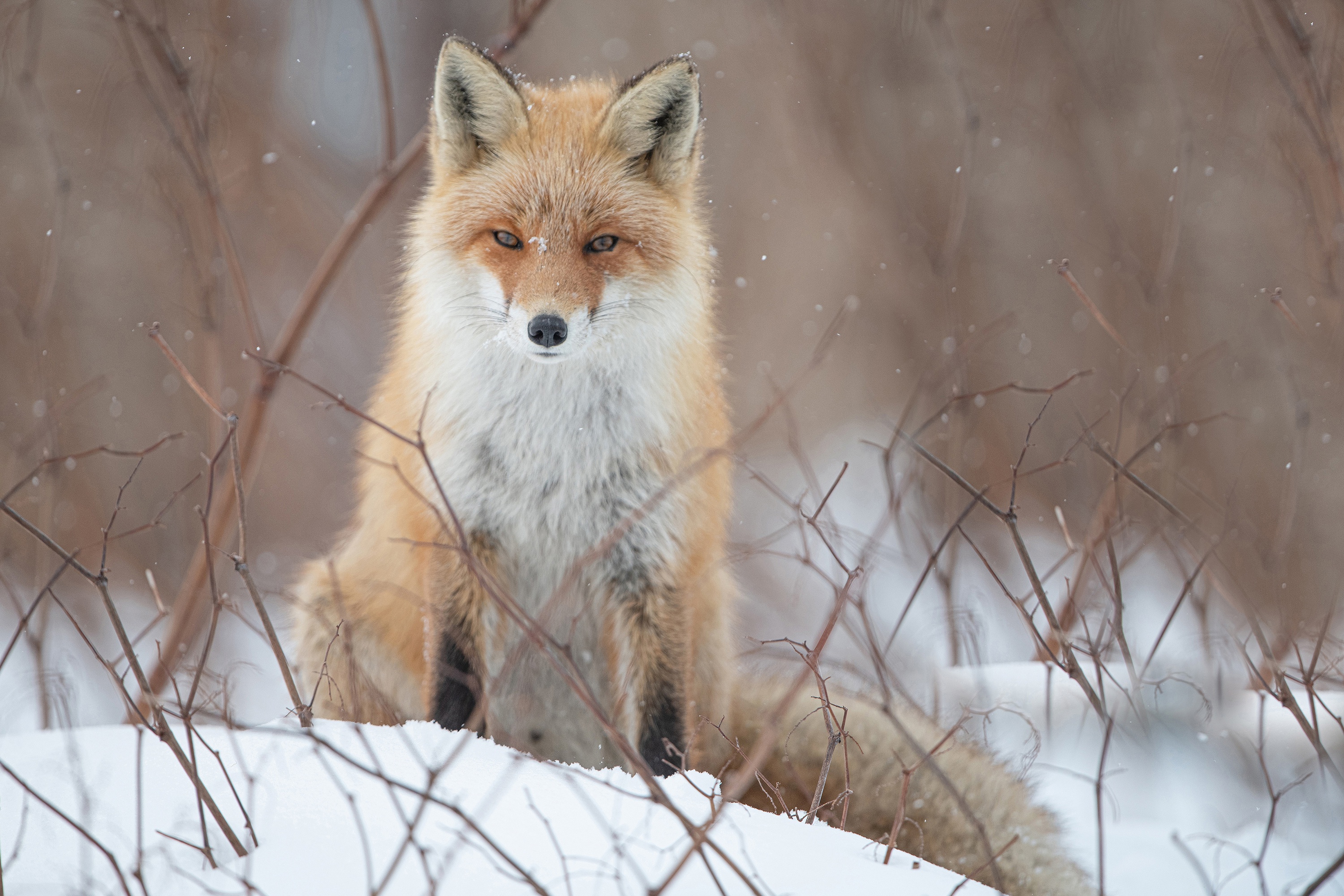 Download Animal Fox HD Wallpaper