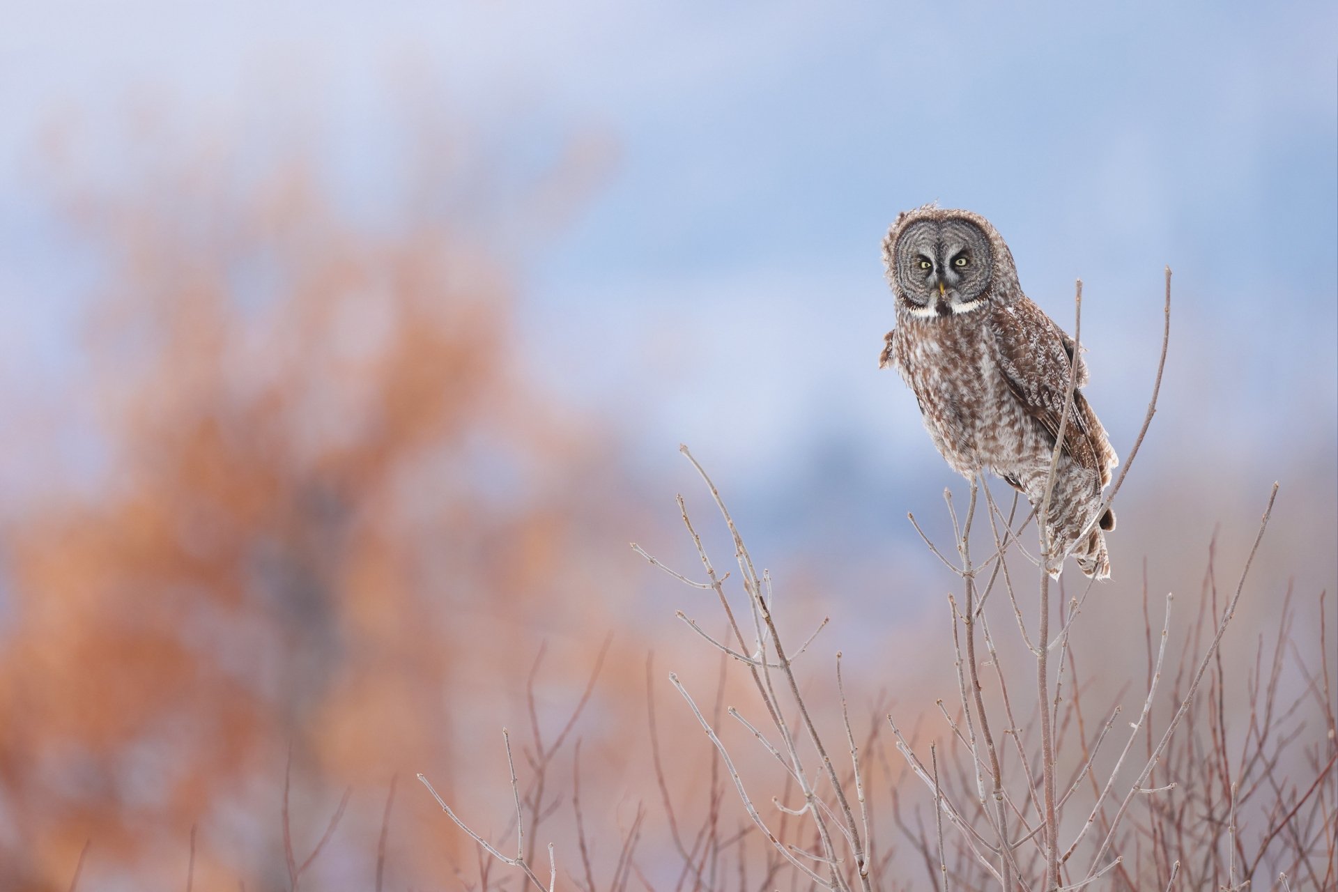 Download Animal Owl HD Wallpaper | 3072x2048 | Wallpaper Abyss