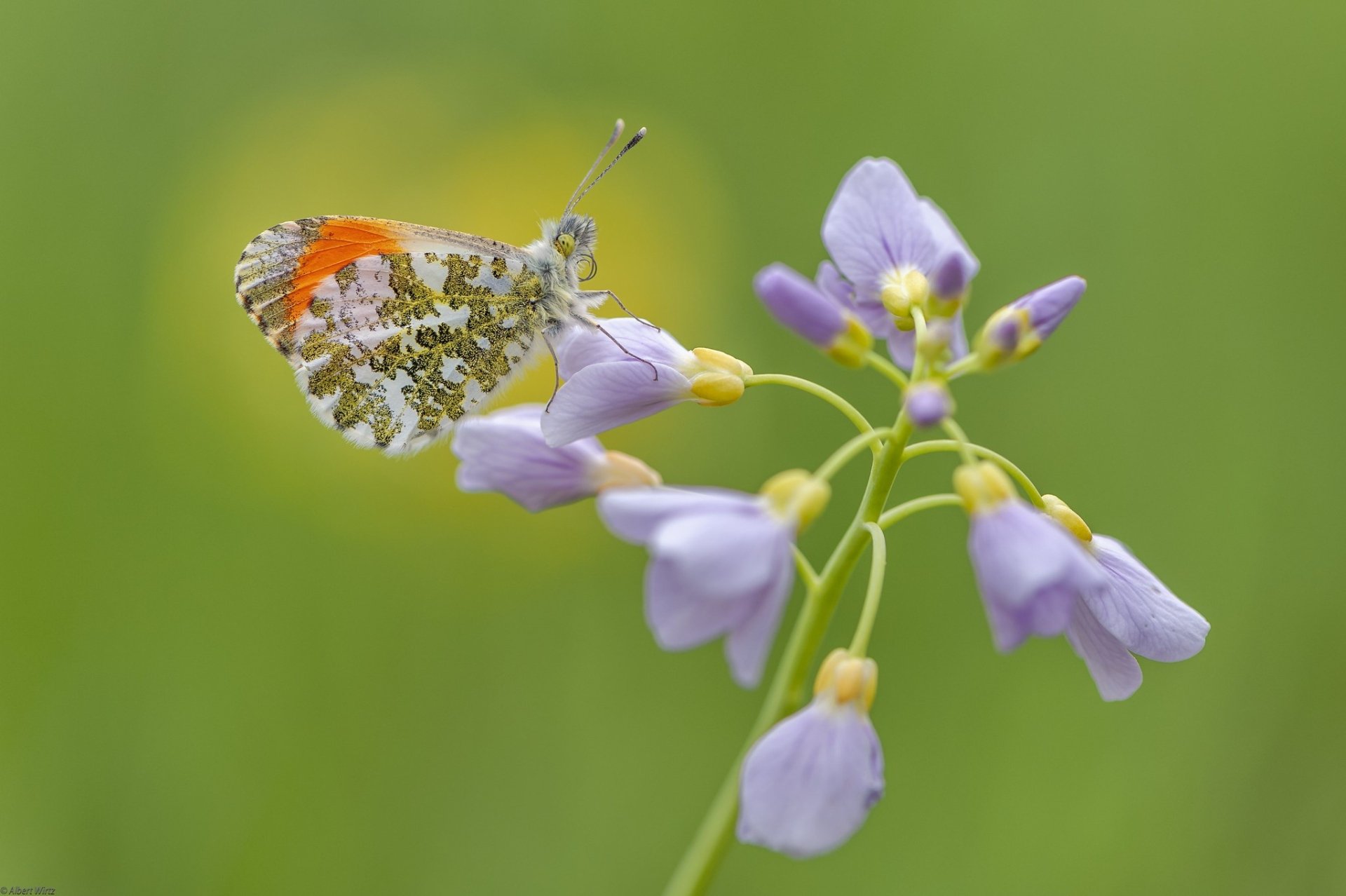 Download Animal Butterfly HD Wallpaper | 2048x1363 | Wallpaper Abyss