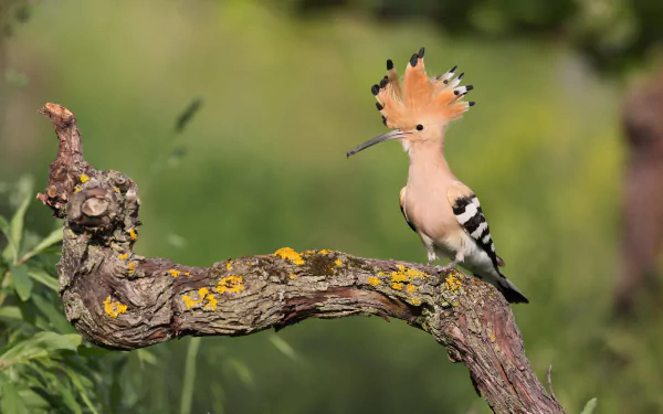 Download Bird Animal Hoopoe HD Wallpaper