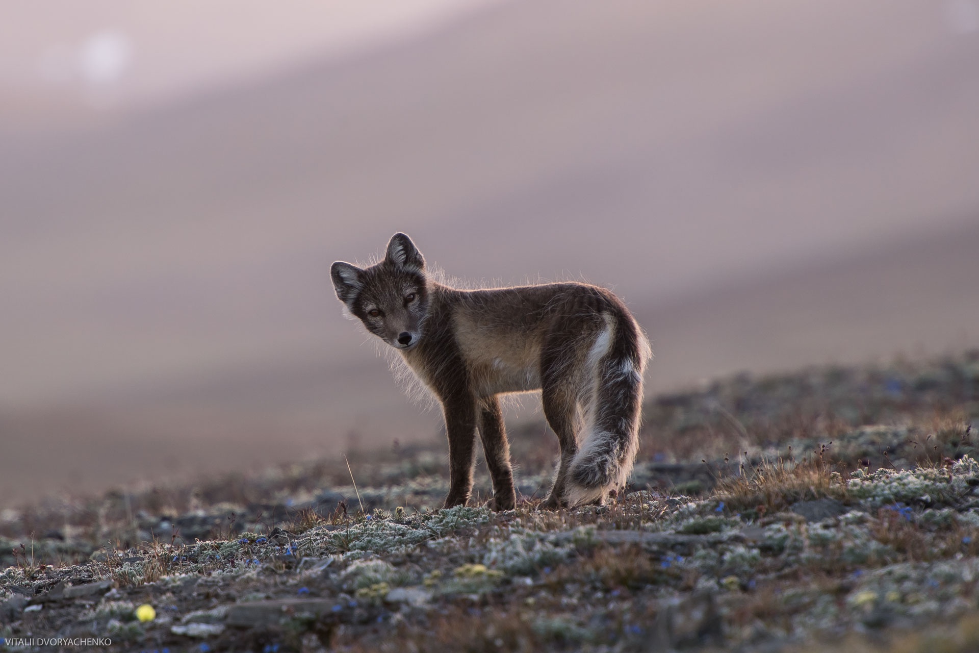 Download Animal Fox HD Wallpaper