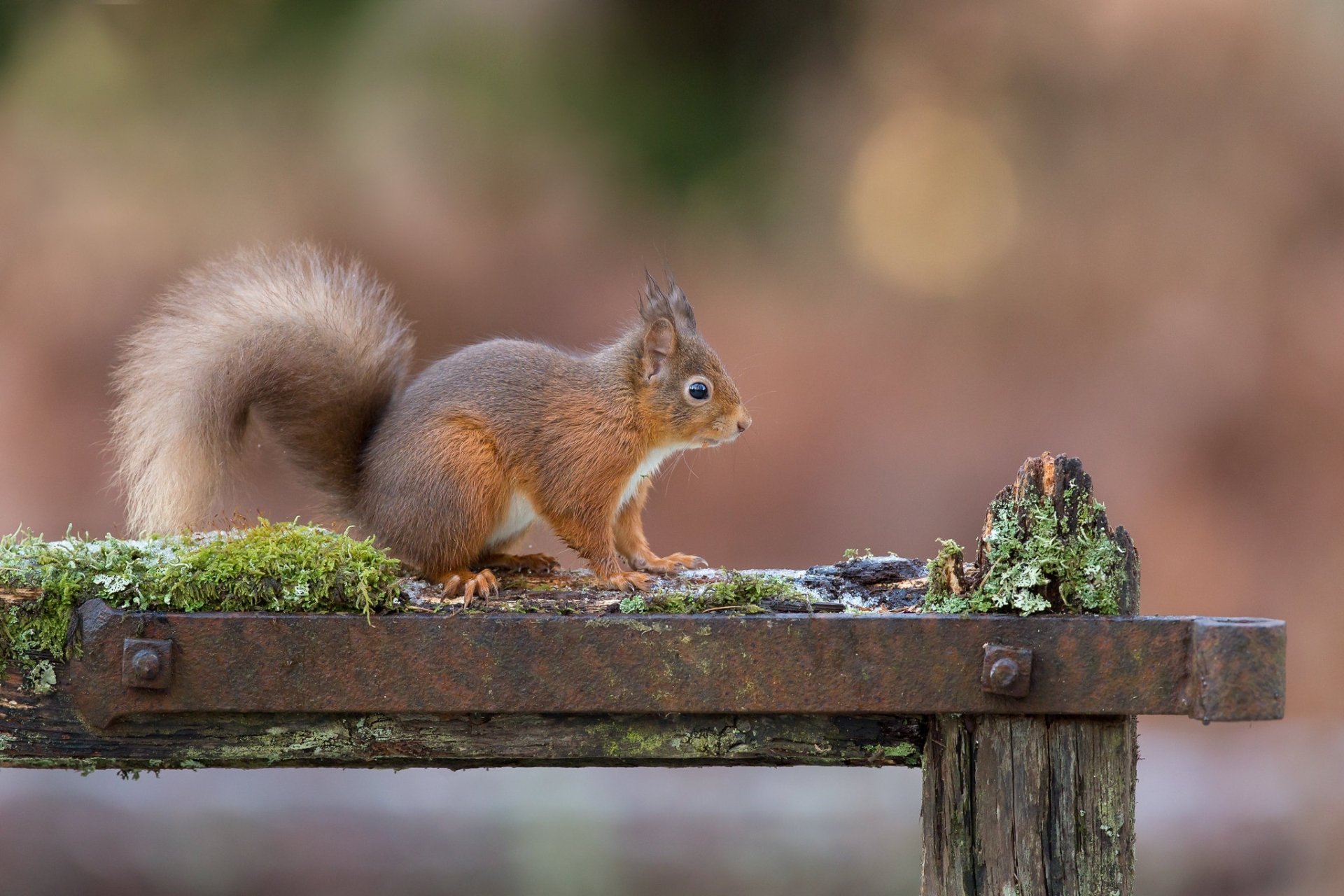 Download Animal Squirrel HD Wallpaper