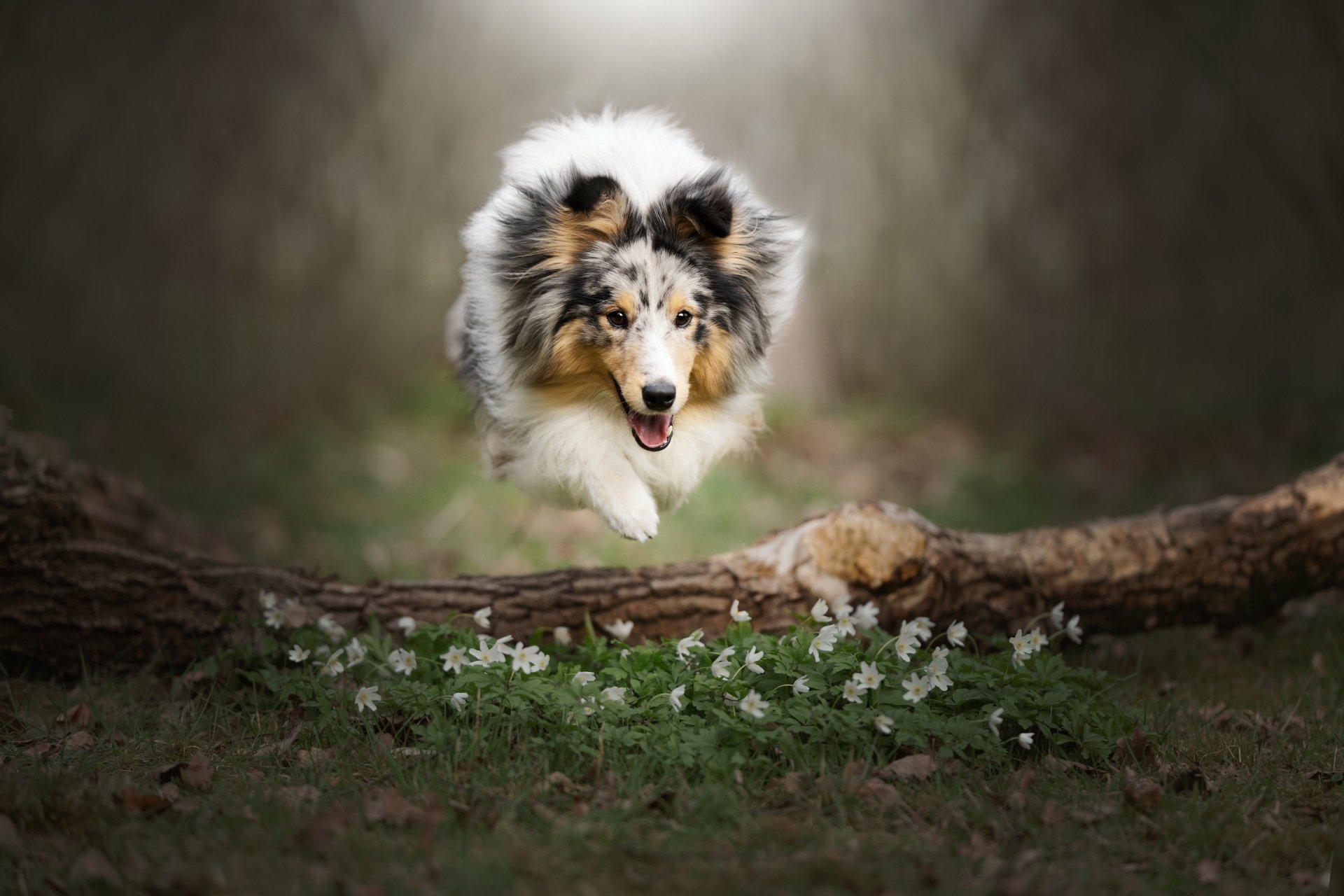 Download Animal Border Collie 4k Ultra HD Wallpaper