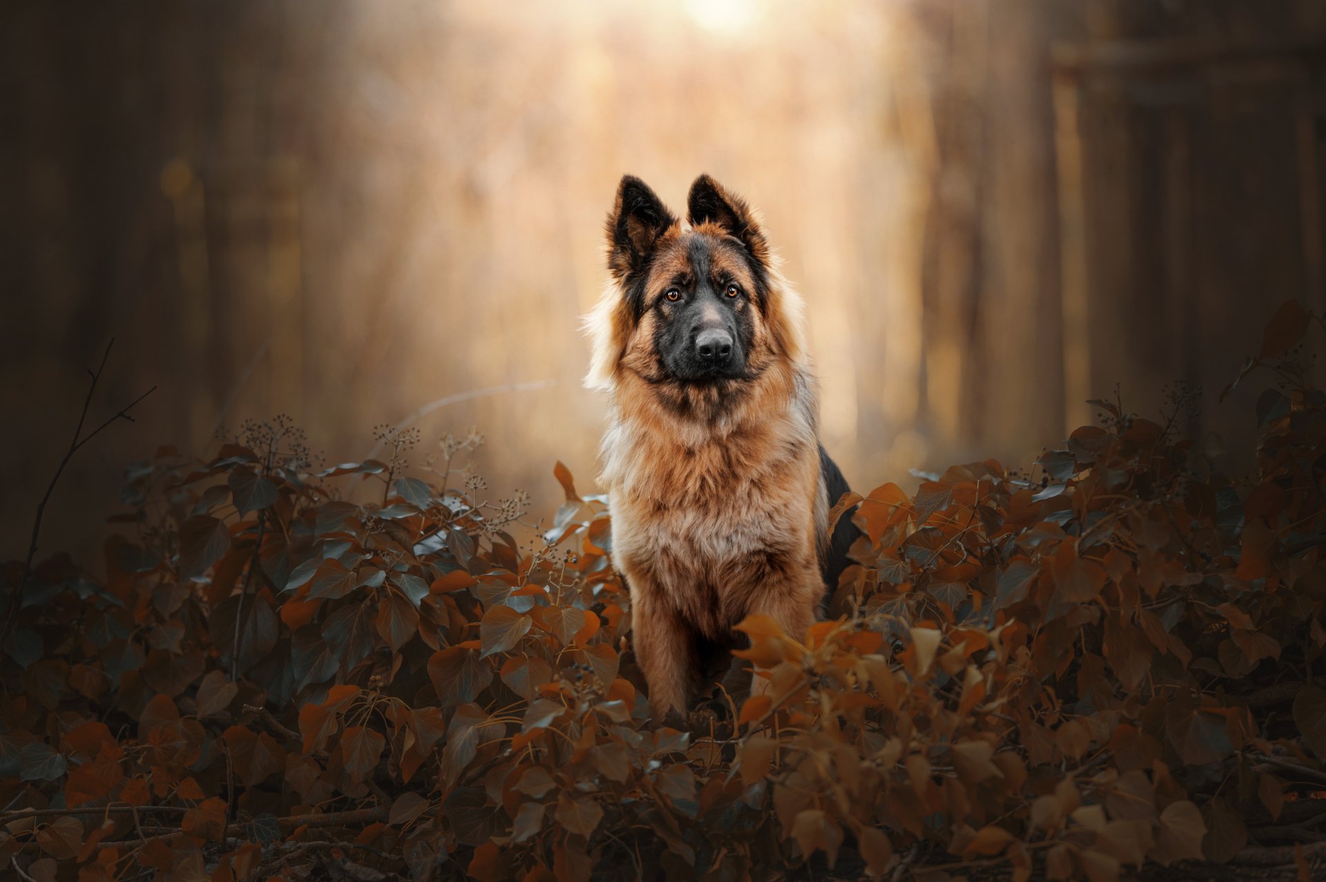 Download Animal German Shepherd 4k Ultra HD Wallpaper