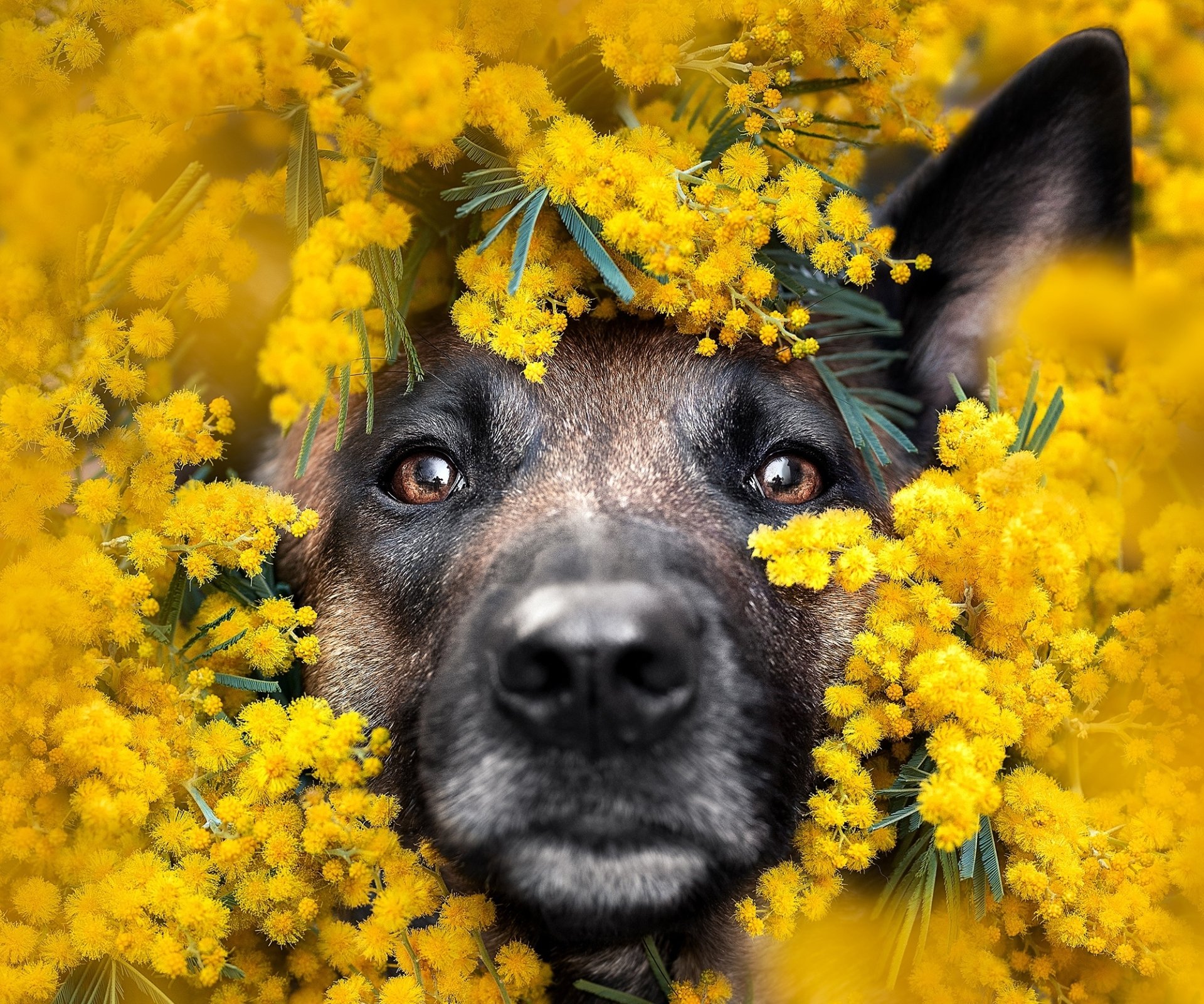 Download Animal German Shepherd HD Wallpaper