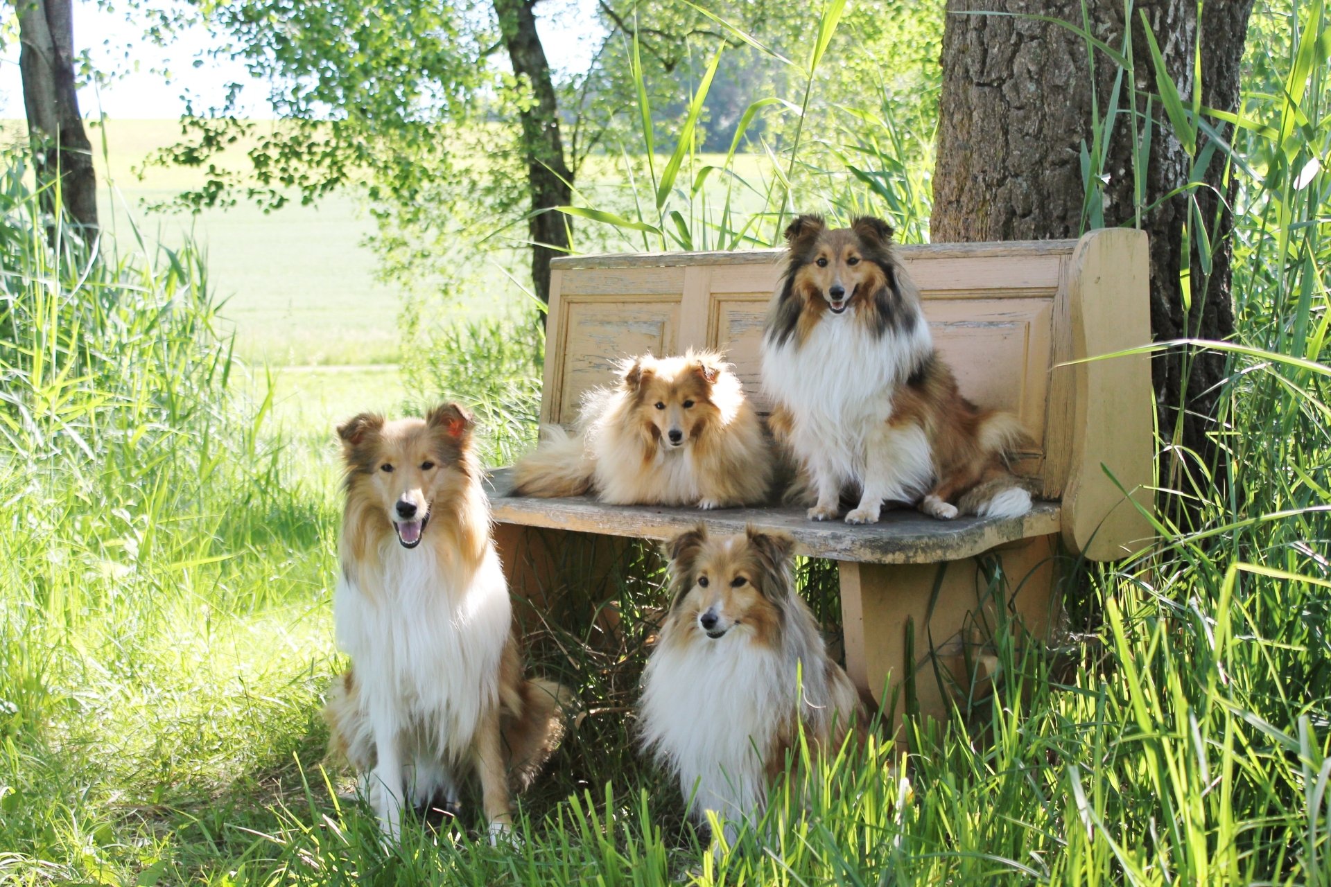 Download Animal Dog 4k Ultra HD Wallpaper