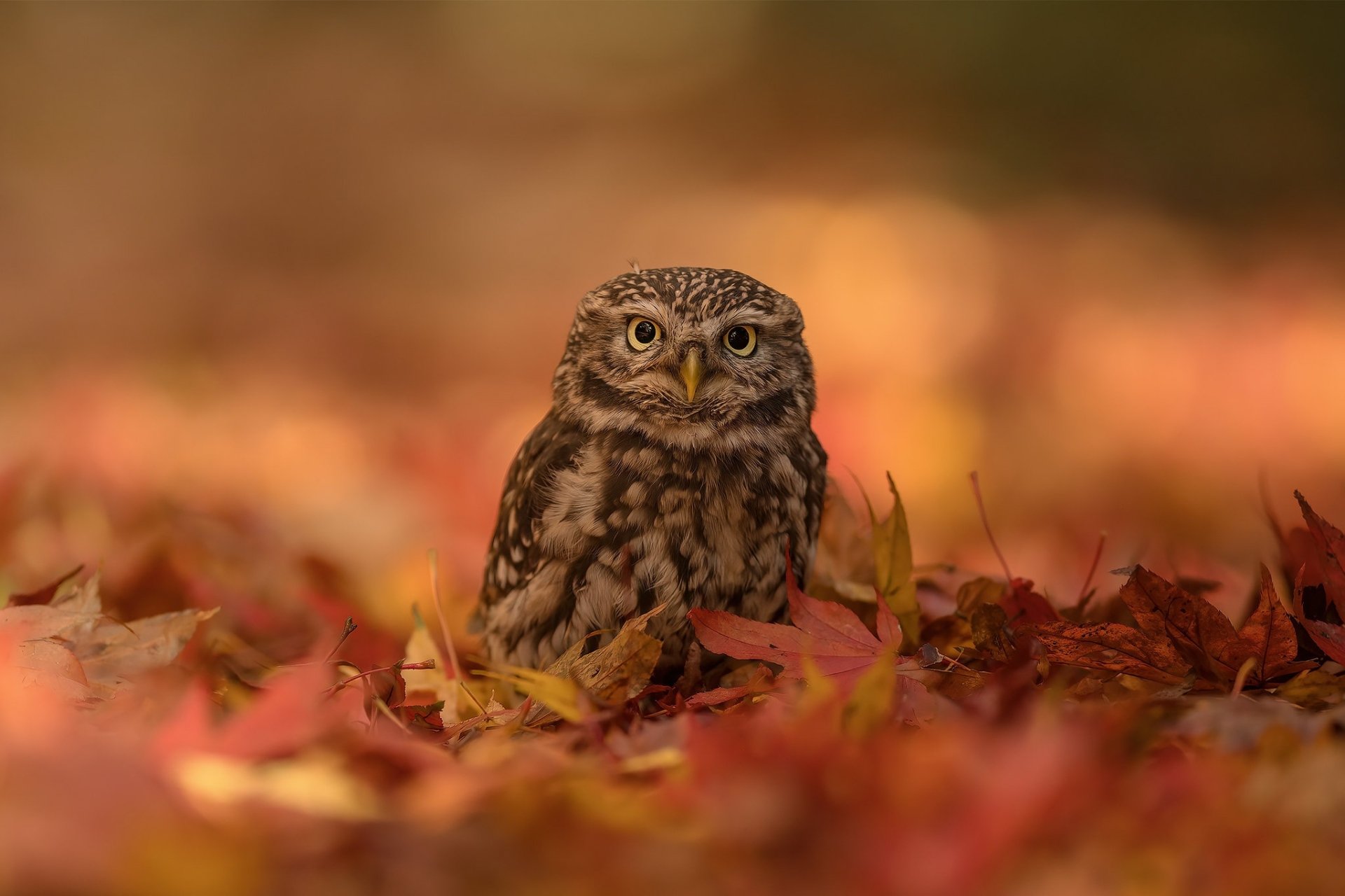 Download Animal Owl HD Wallpaper | 2048x1365 | Wallpaper Abyss