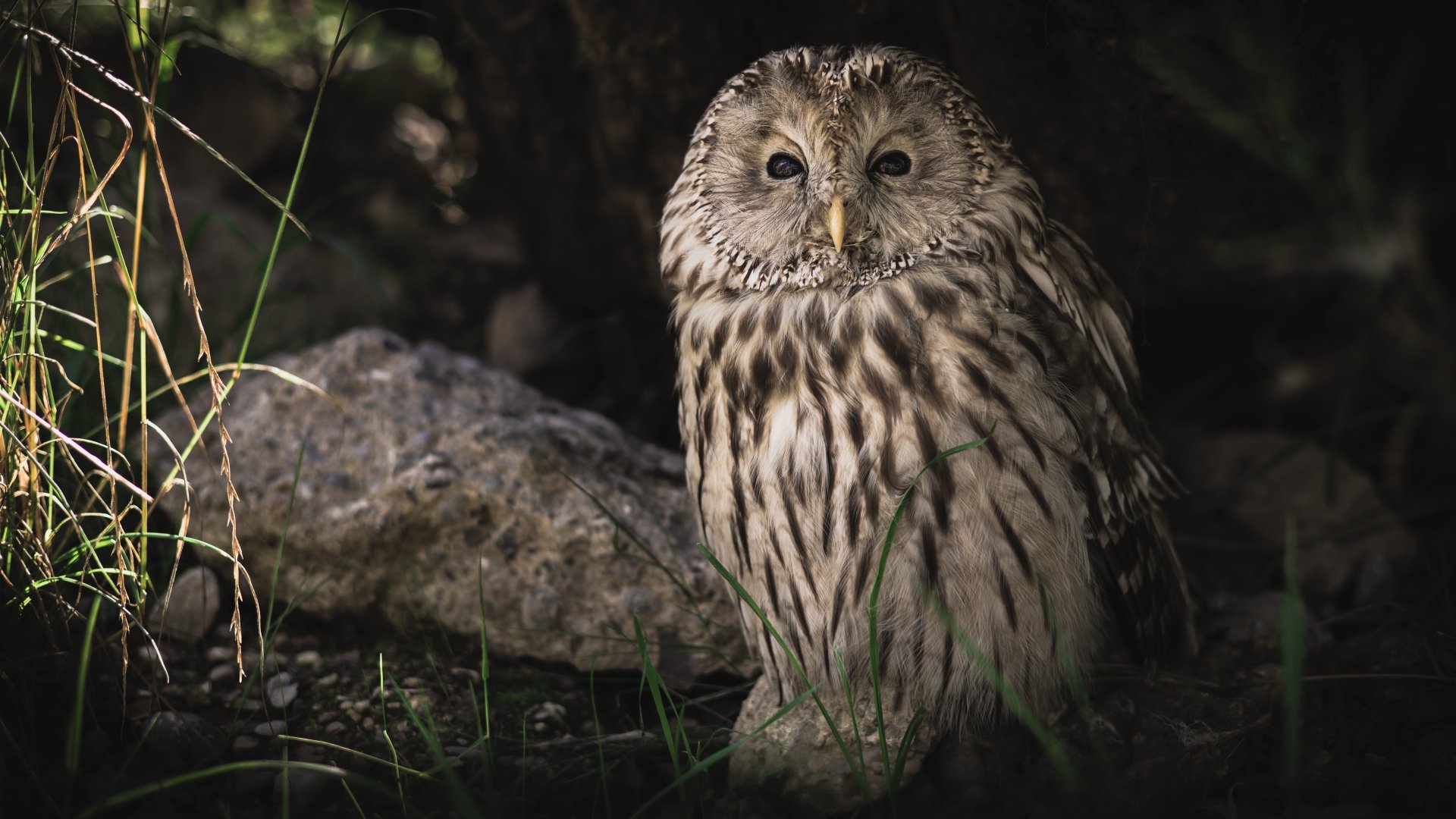 Download Animal Owl 8k Ultra HD Wallpaper