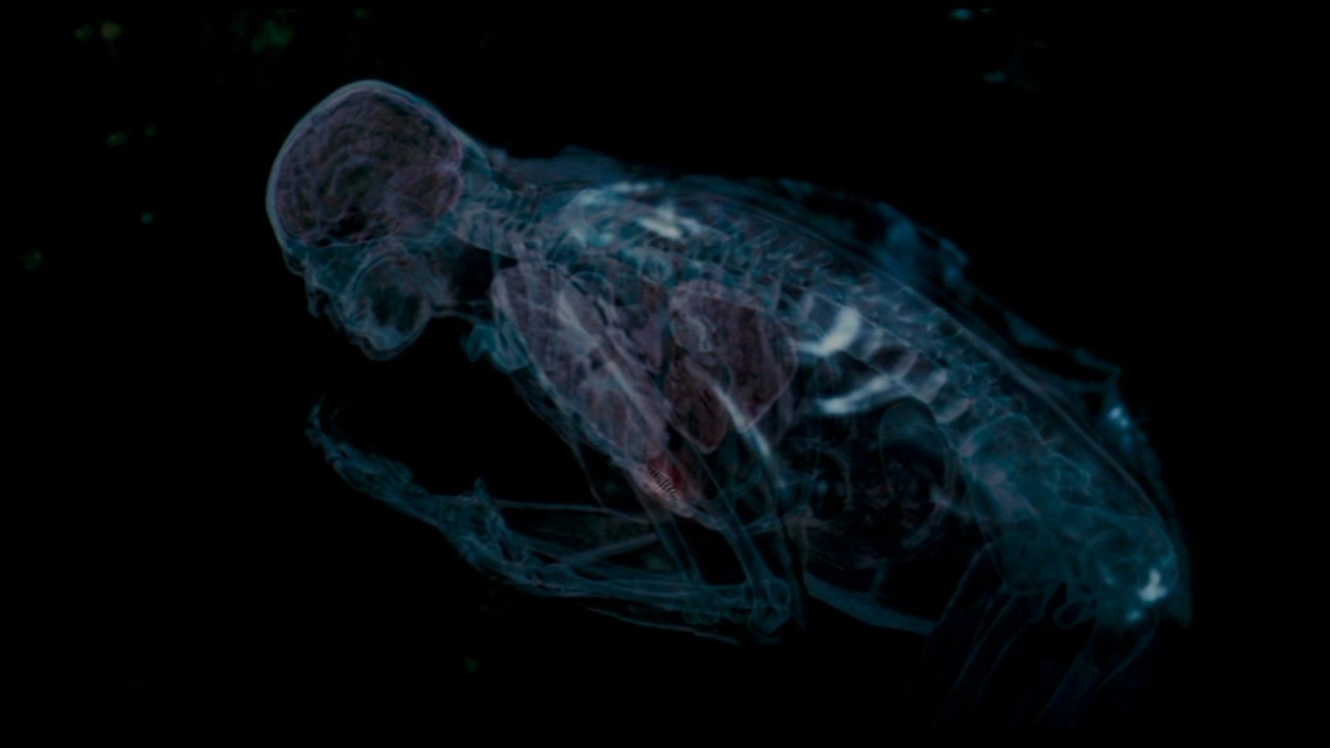 Download Movie Slither HD Wallpaper