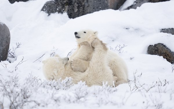 Polar Bear - Desktop Wallpapers, Phone Wallpaper, PFP, Gifs, and More!