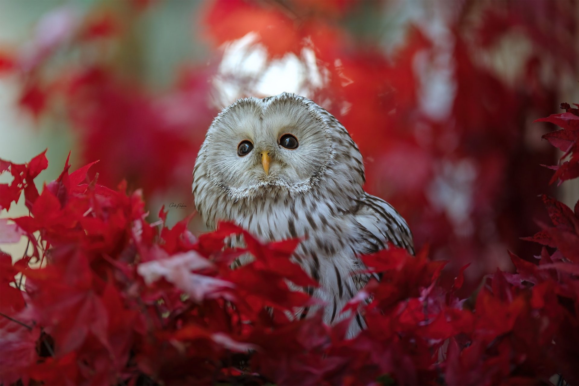 Download Animal Owl HD Wallpaper