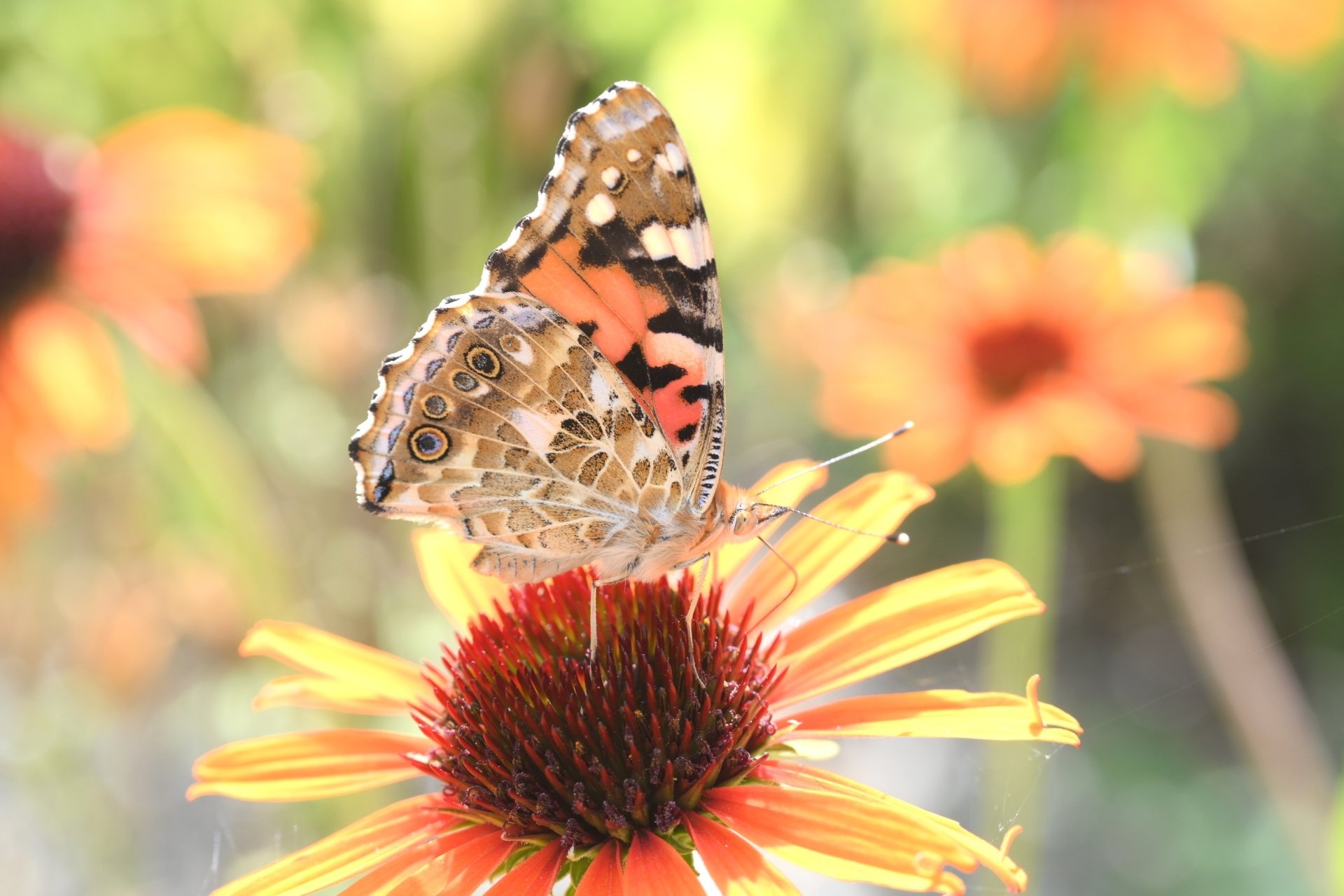 2K Quad HD Wallpaper — Sunlit Butterfly on Orange Coneflower
