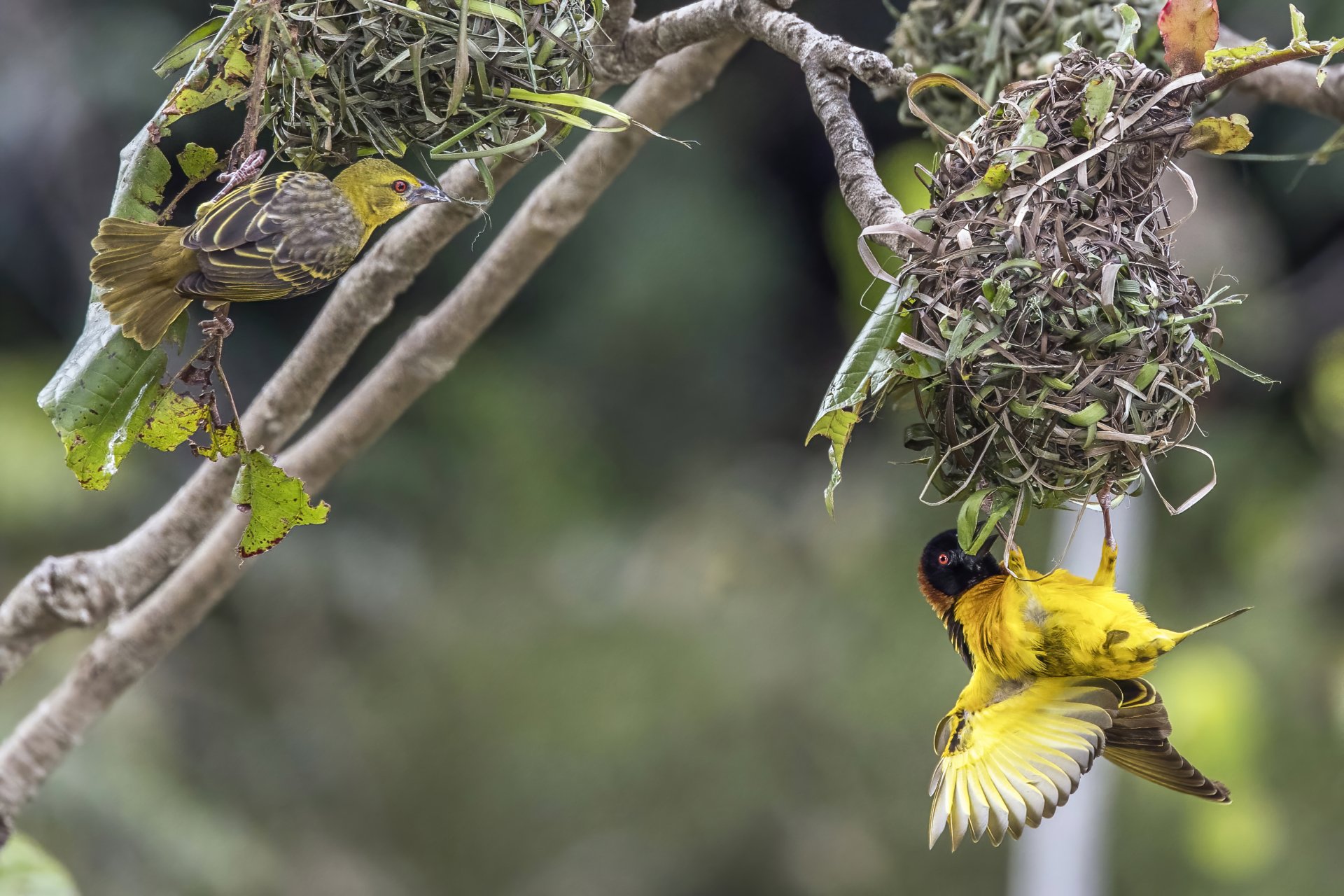Download Village Weaver Animal Weaver 4k Ultra HD Wallpaper by Charles ...