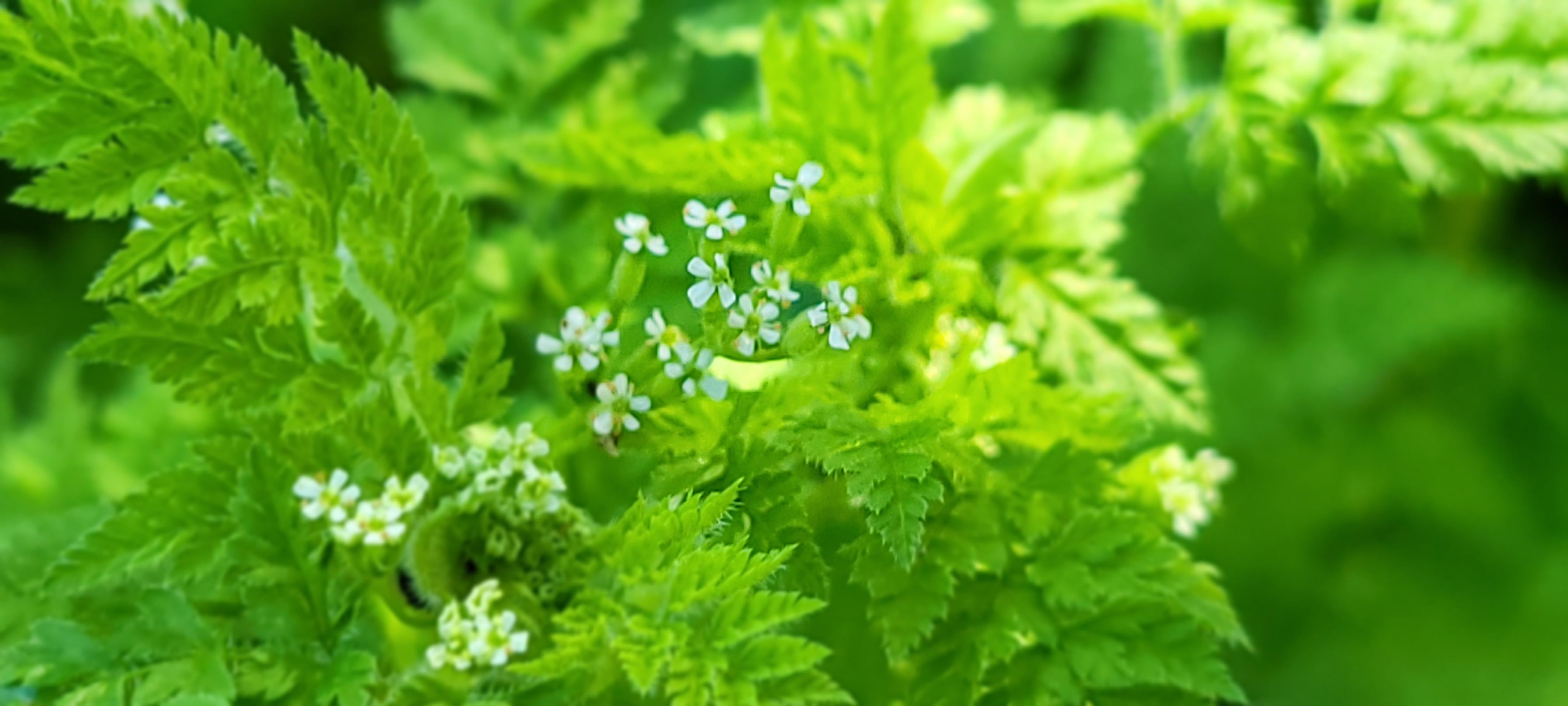 Floral Closeup - Green Fern White Flowers by Dr-Pen