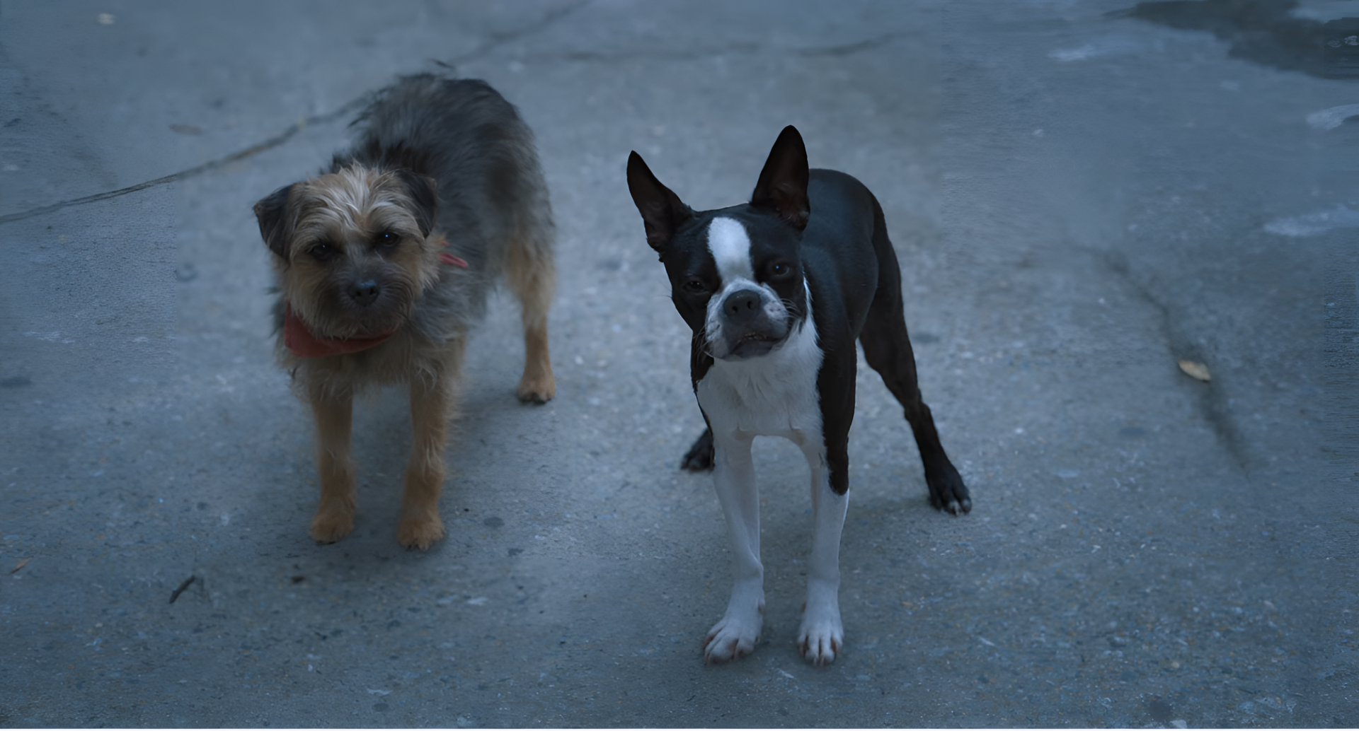 Stray Dogs Duo HD Wallpaper