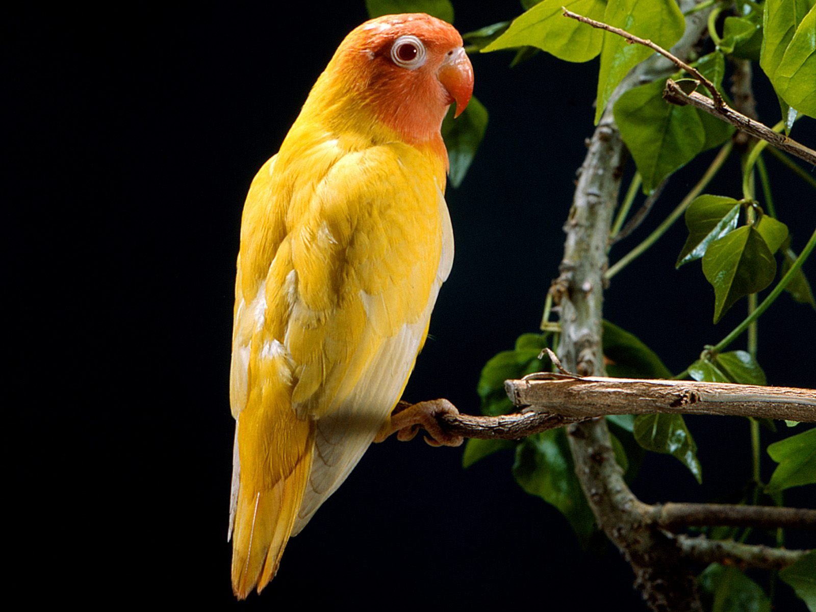 Vibrant Parrot HD Wallpaper: A Splash of Color in Nature