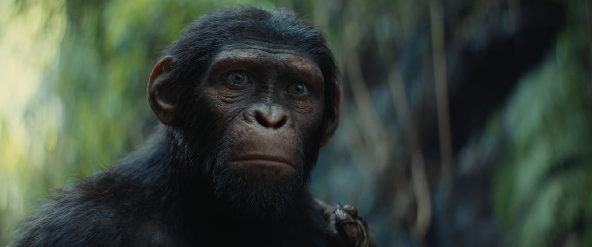 Kingdom of the Planet of the Apes HD Wallpaper