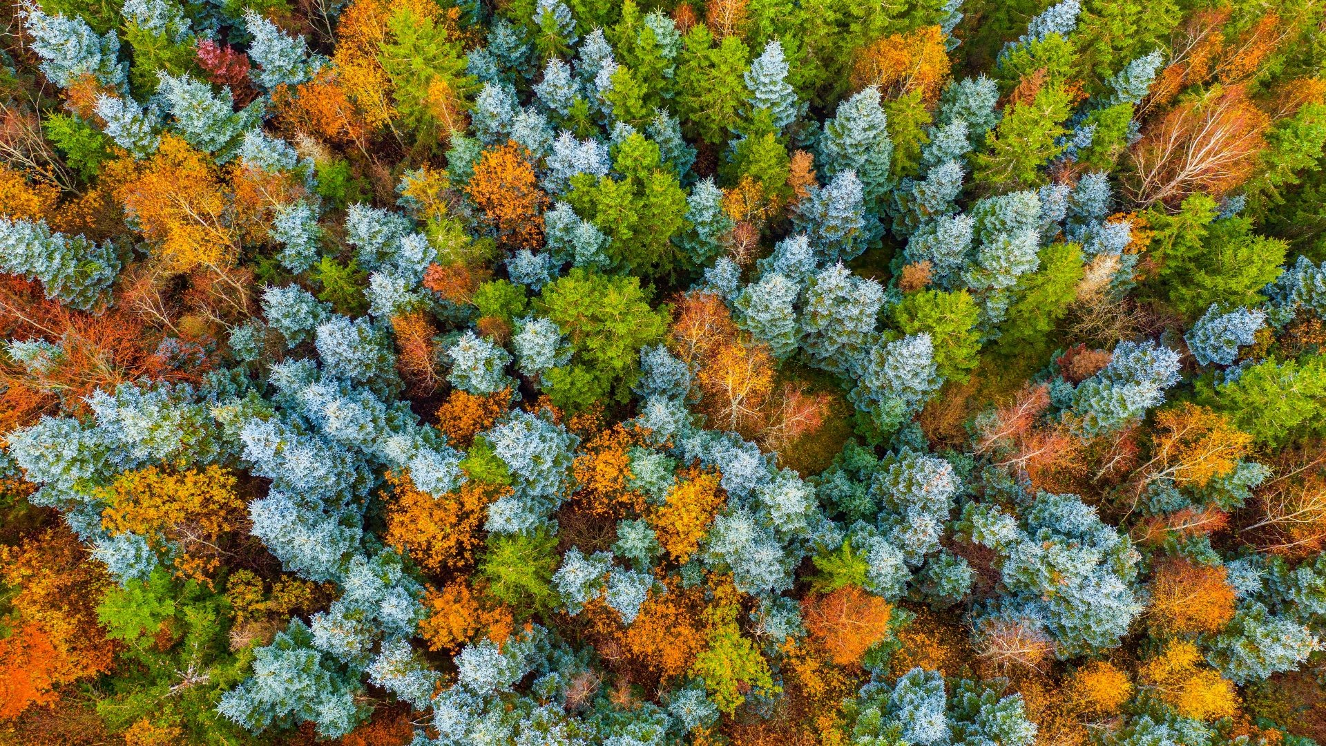 4K Ultra HD Aerial View of Vibrant Fall Forest Canopy by Hans-Peter Merten