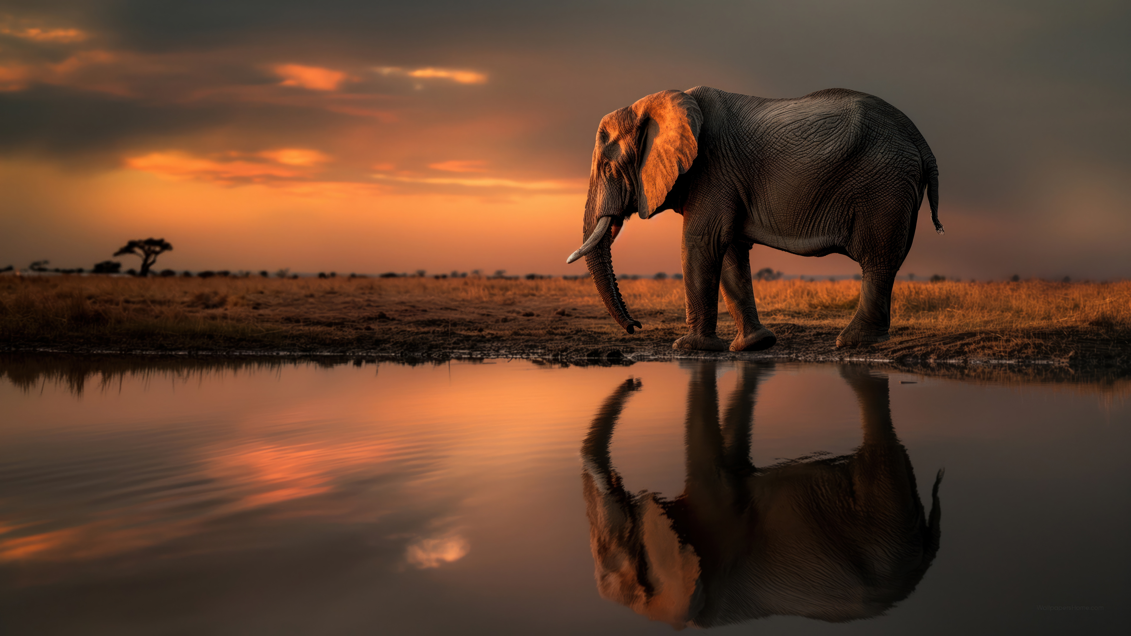 Majestic Elephant Reflection in the Desert - 4K Ultra HD Wallpaper