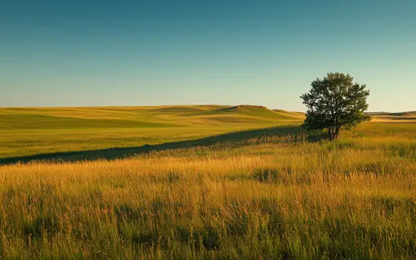 Serene Grassland: 4K Ultra HD Wallpaper for Nature Lovers by QuantumCurator