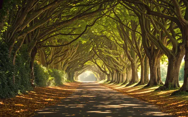 4K Ultra HD Tree Tunnel: Nature’s Enchanted Green Passageway by ...