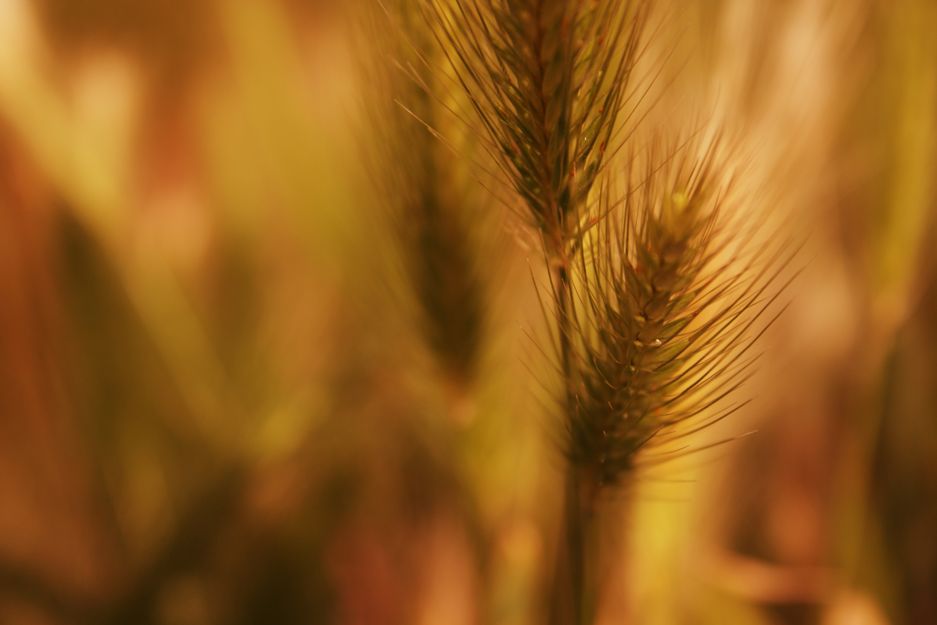 Nature Wheat Wallpaper