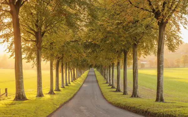 Golden Arbor Way — 4K Ultra HD Fall Tree-Lined Path