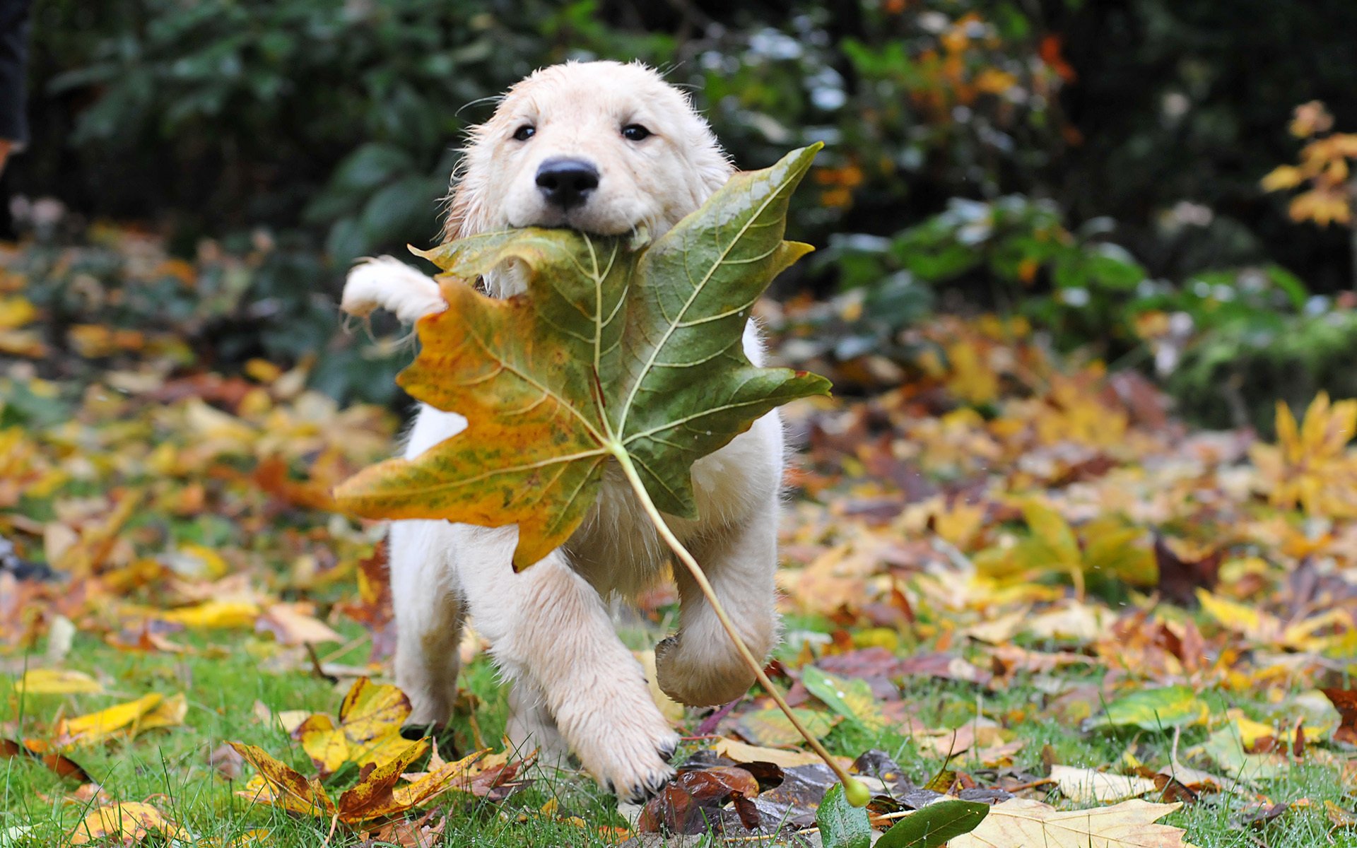 Playful Pup with a Leaf - HD Wallpaper