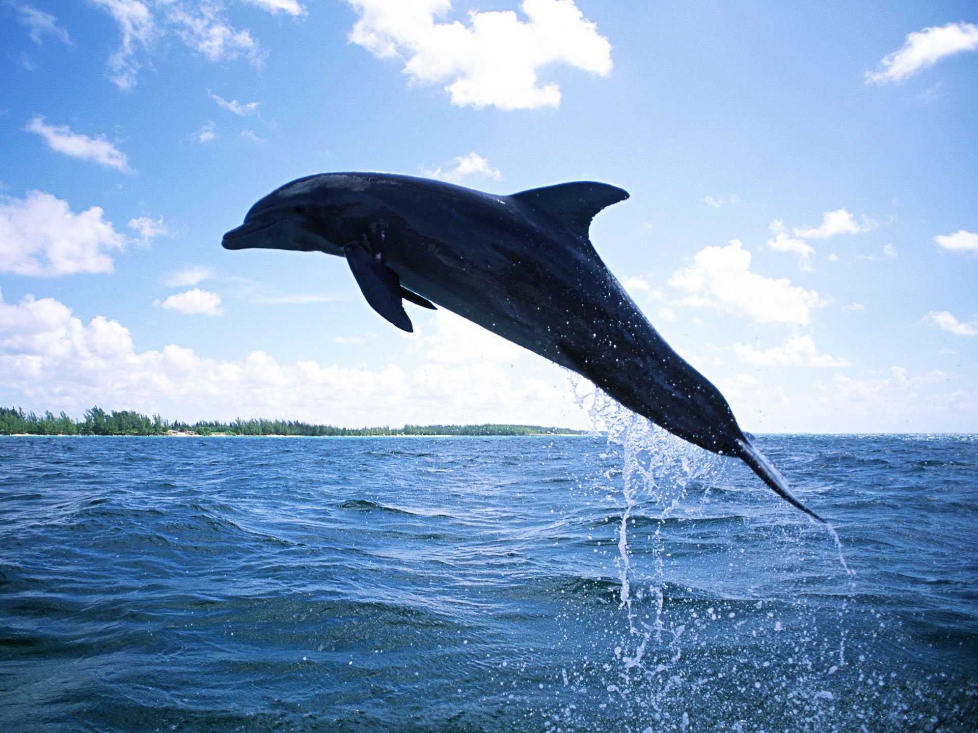 Majestic Dolphin Leap - Stunning HD Animal Wallpaper