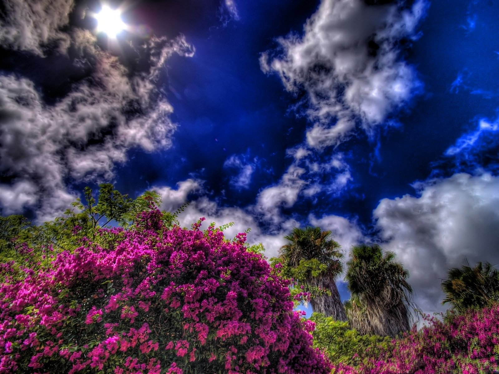 Download Nature Flower Wallpaper