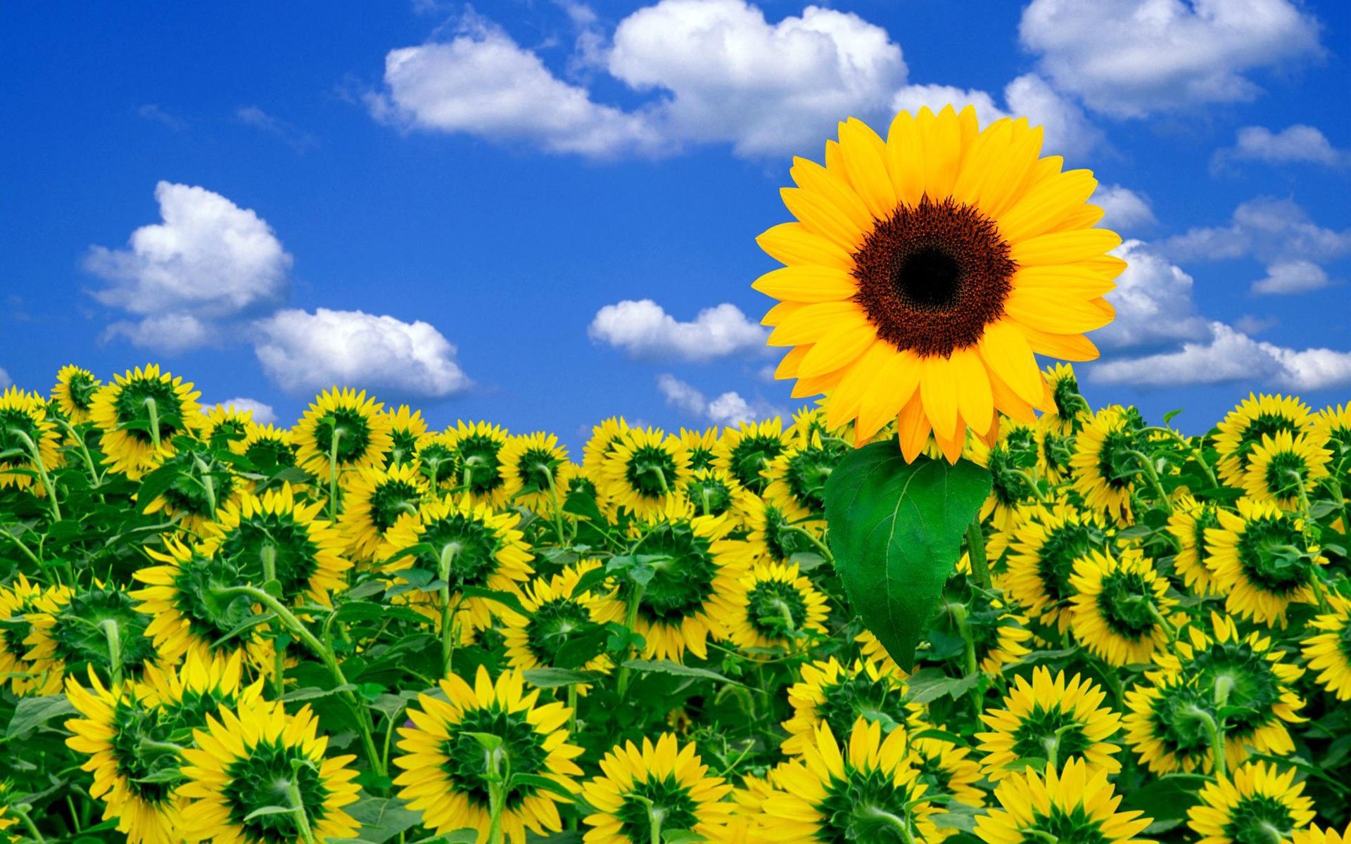 Download Nature Sunflower HD Wallpaper