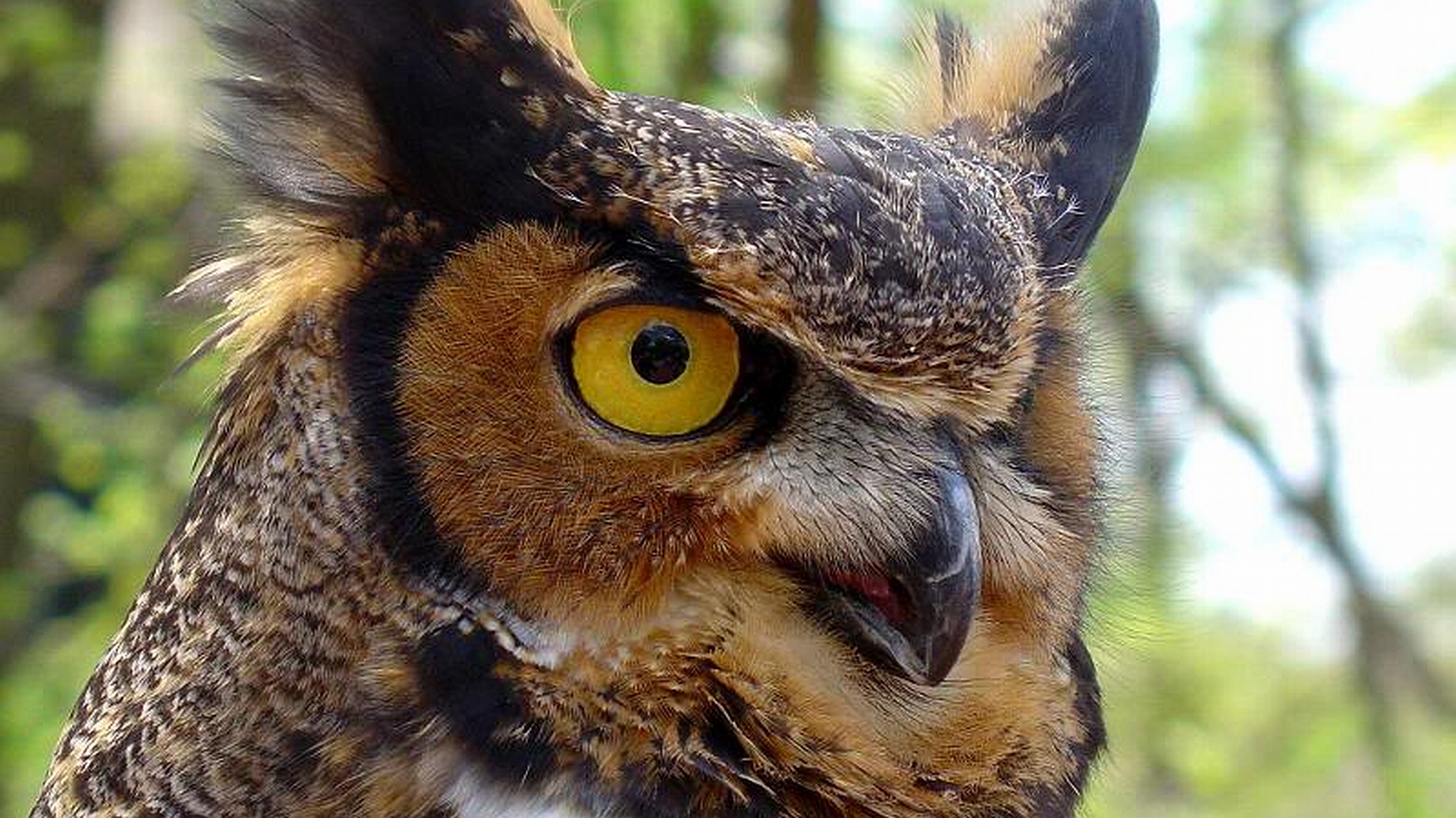 Download Animal Great Horned Owl HD Wallpaper