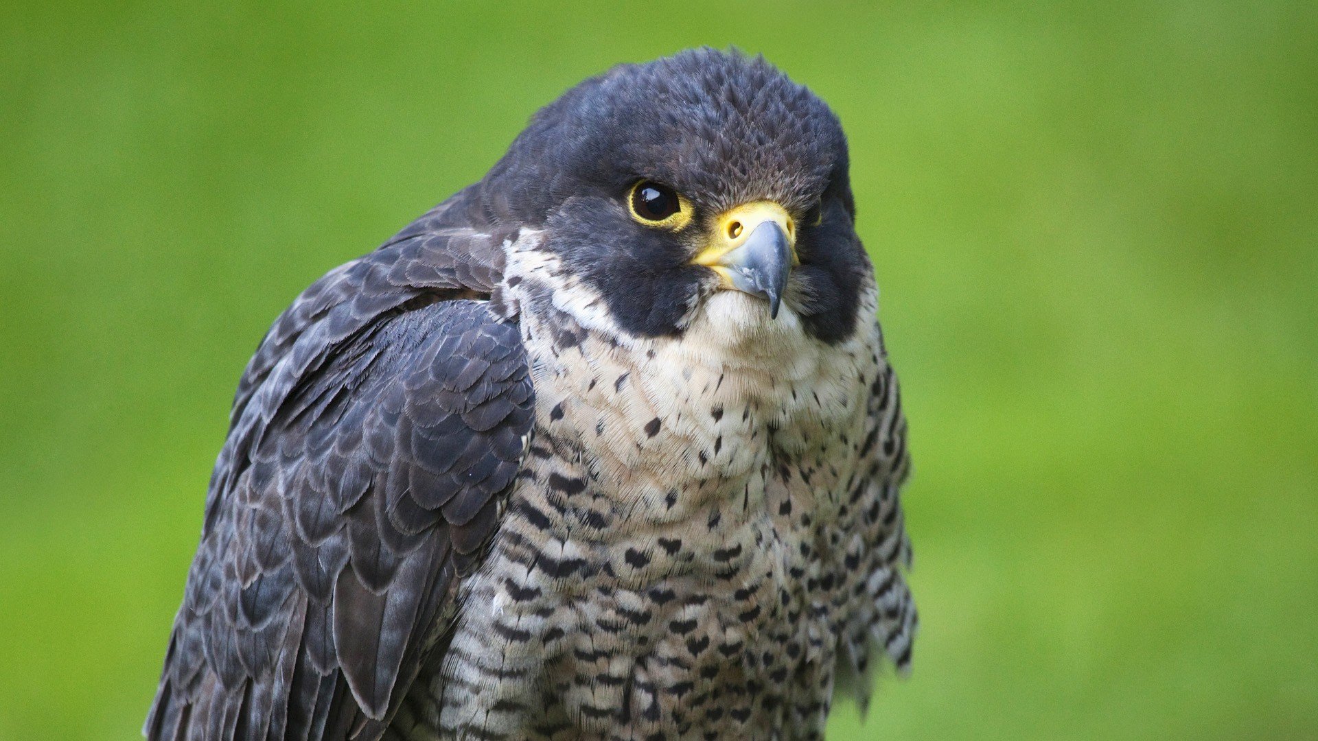 Download Animal Falcon HD Wallpaper