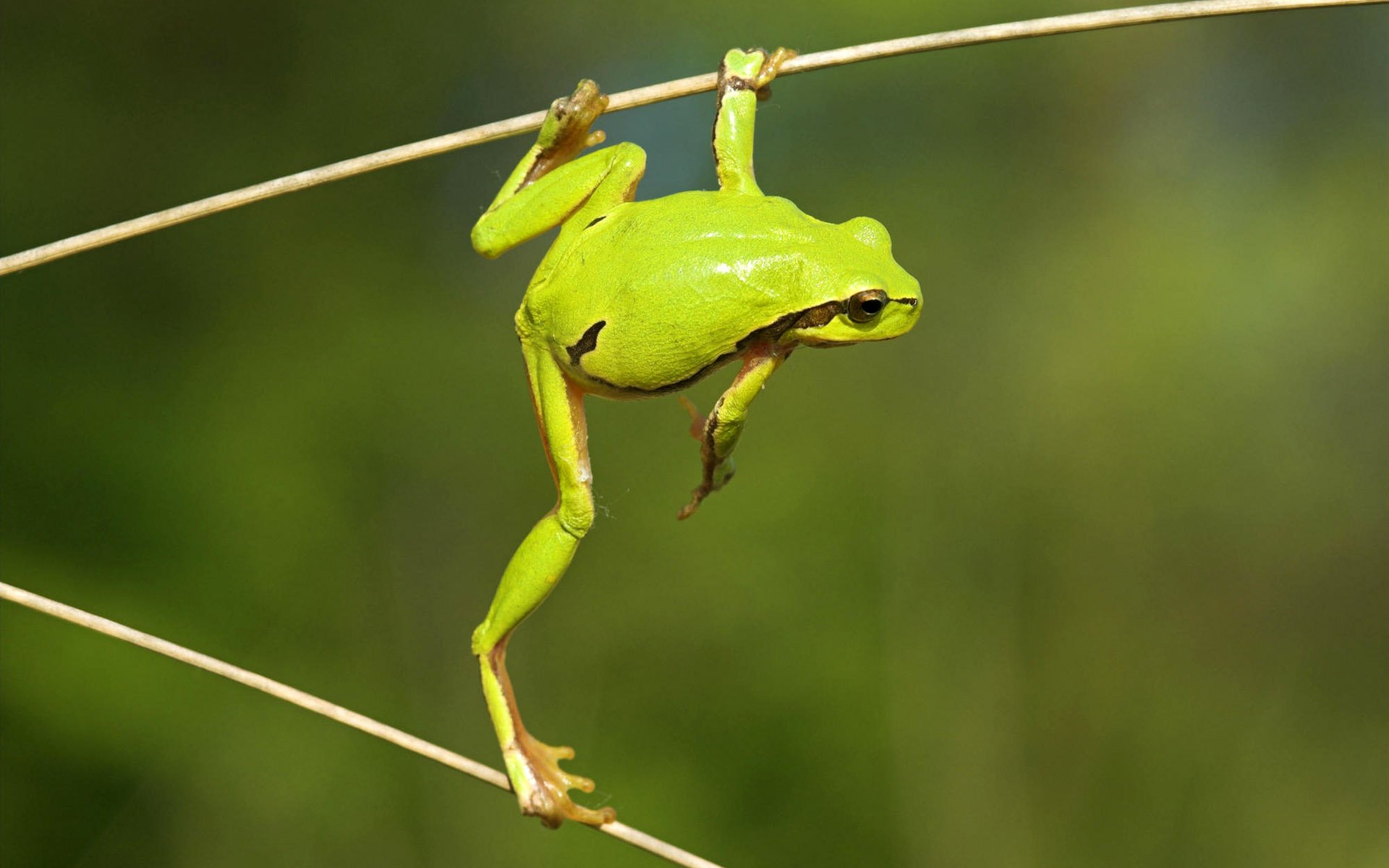 Vibrant Frog in Action – Stunning HD Animal Wallpaper | 1920x1200 ...