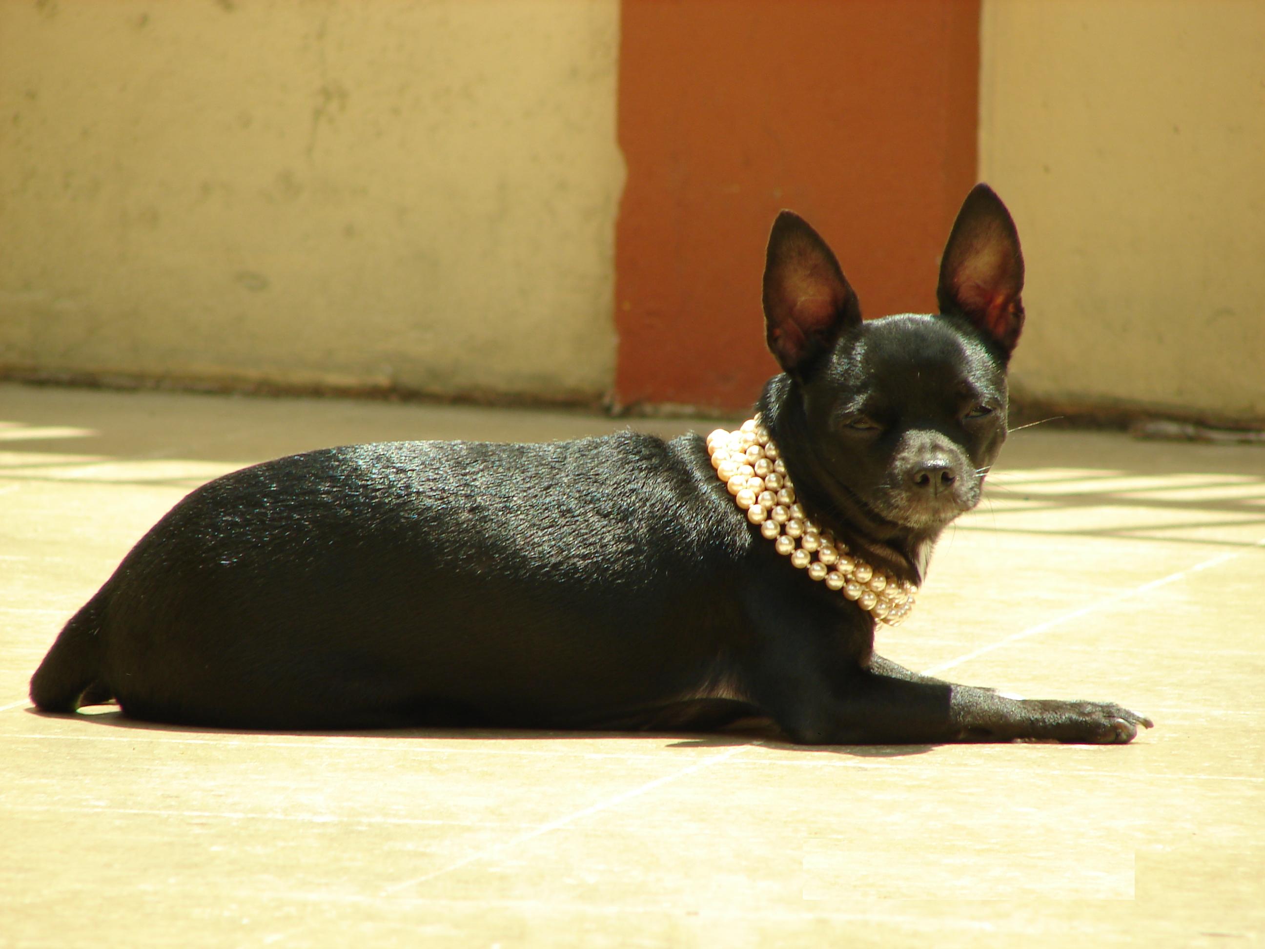 Dogs Wallpaper 2048x1152