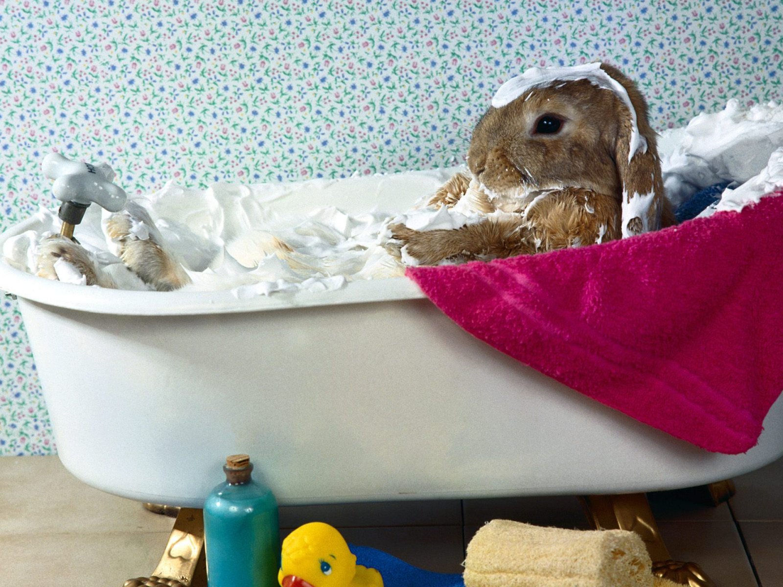 HD Wallpaper: Relaxing Rabbit in a Whimsical Bath