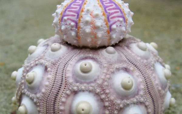 Sea Urchin Wallpapers