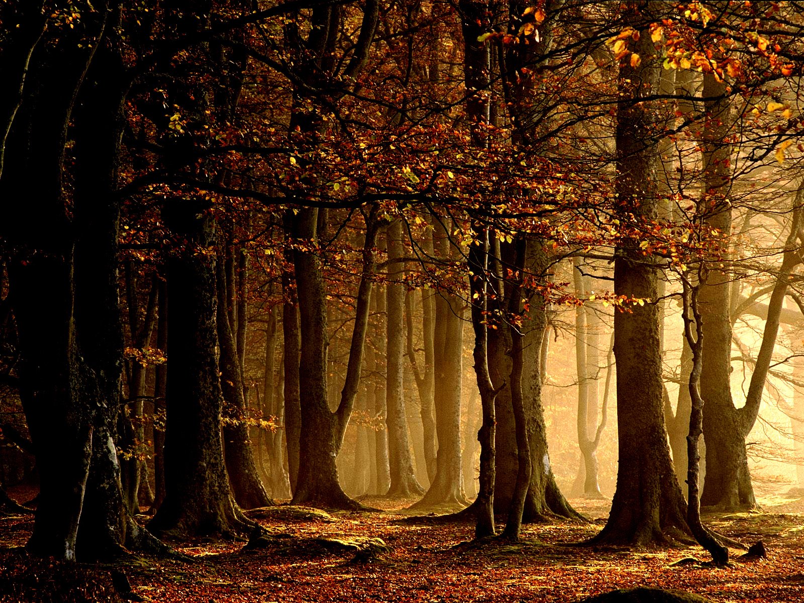 Autumn Forest HD Wallpaper