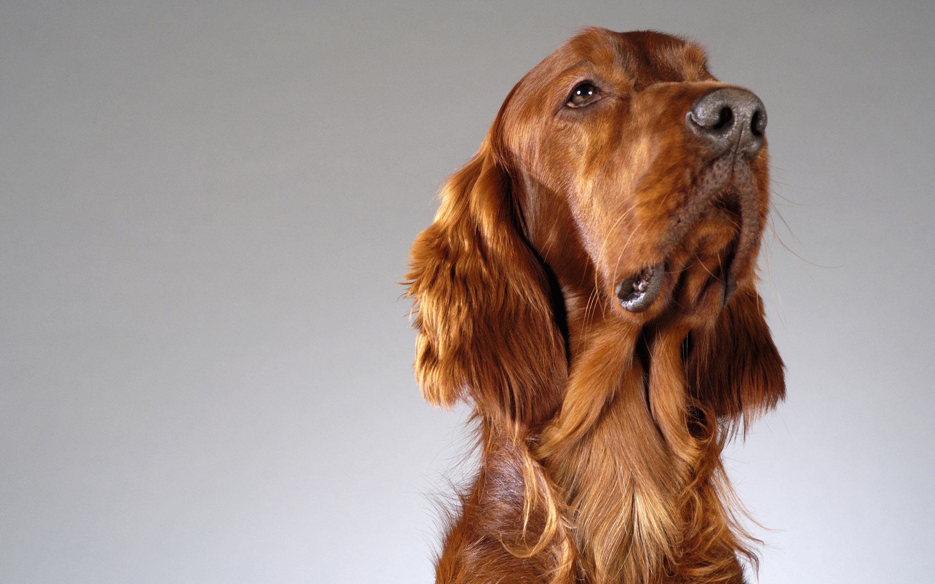 Irish Setter Wallpaper 1920x1200 Irish Setter Photos And Images