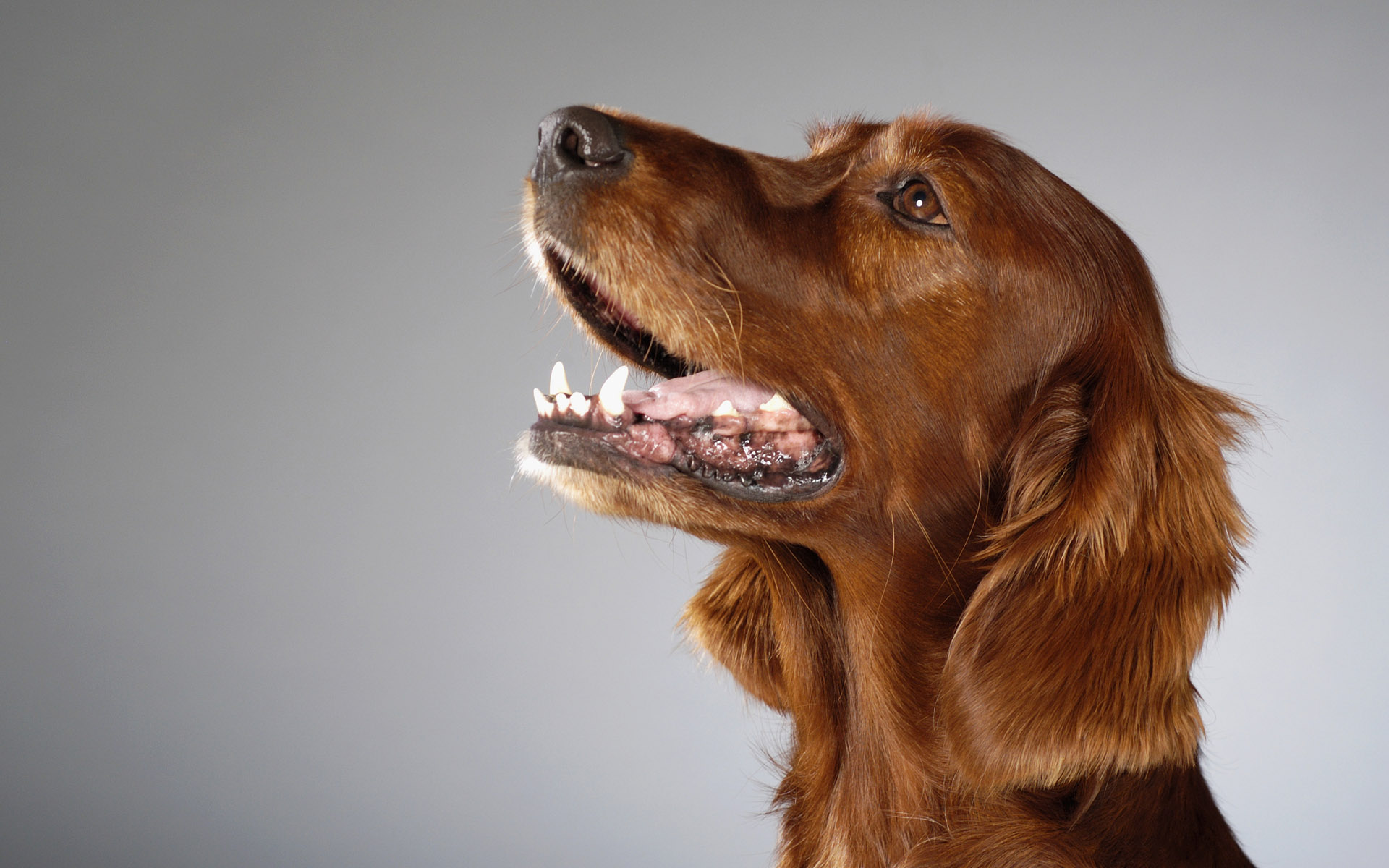 Irish Setter Wallpaper 1920x1200 Irish Setter Photos And Images