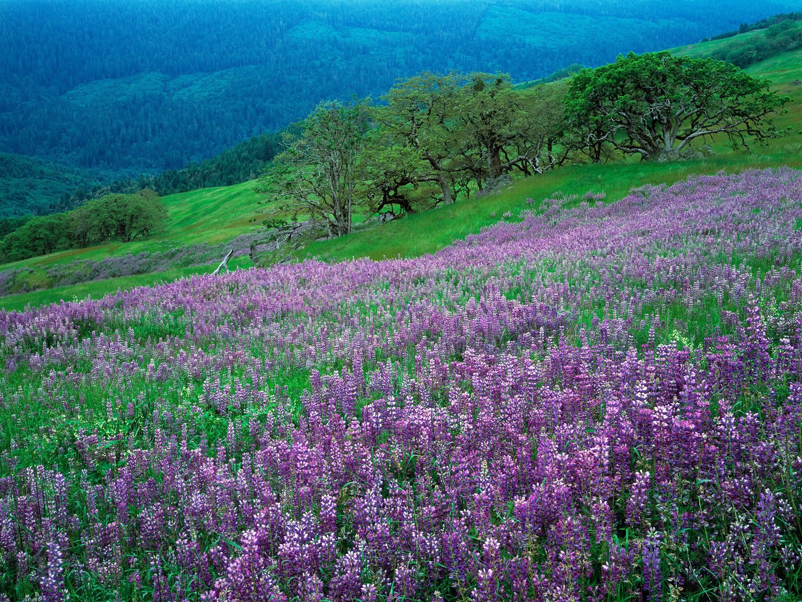 Vibrant Nature Landscape HD Wallpaper: Purple Bloom in Lush Green Hills