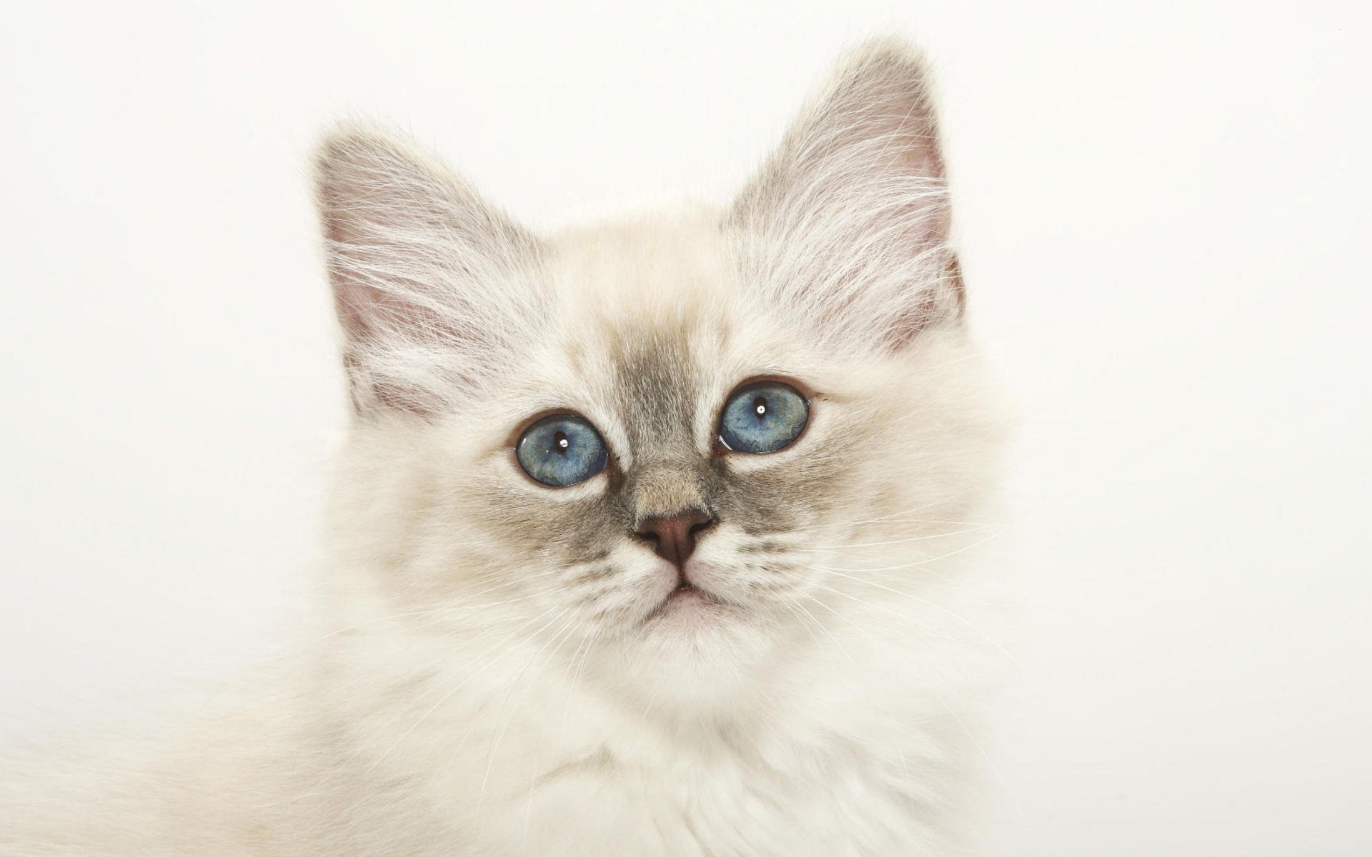 Wallpapers Of White Cats