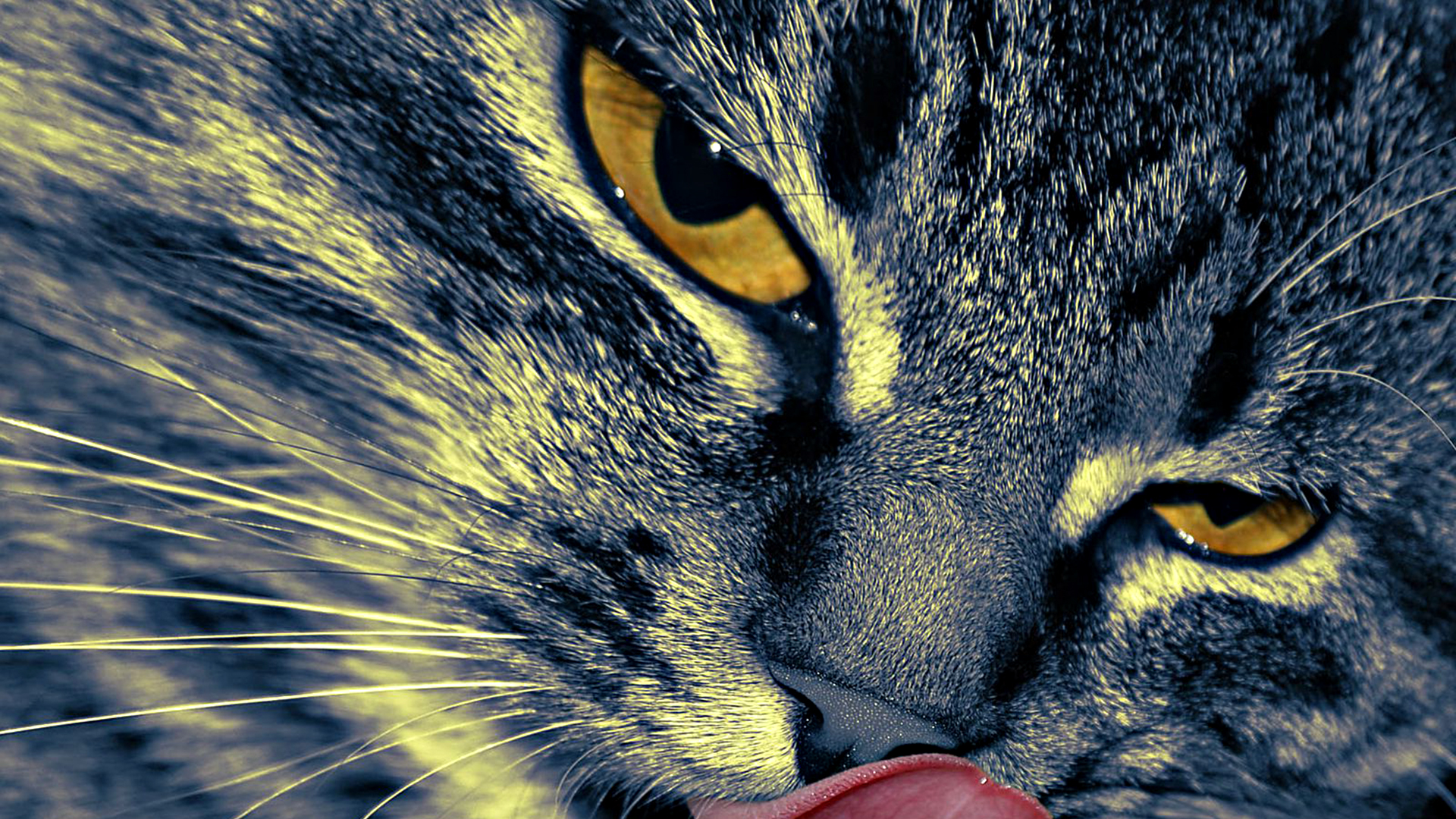 Striking Cat Close-Up HD Wallpaper