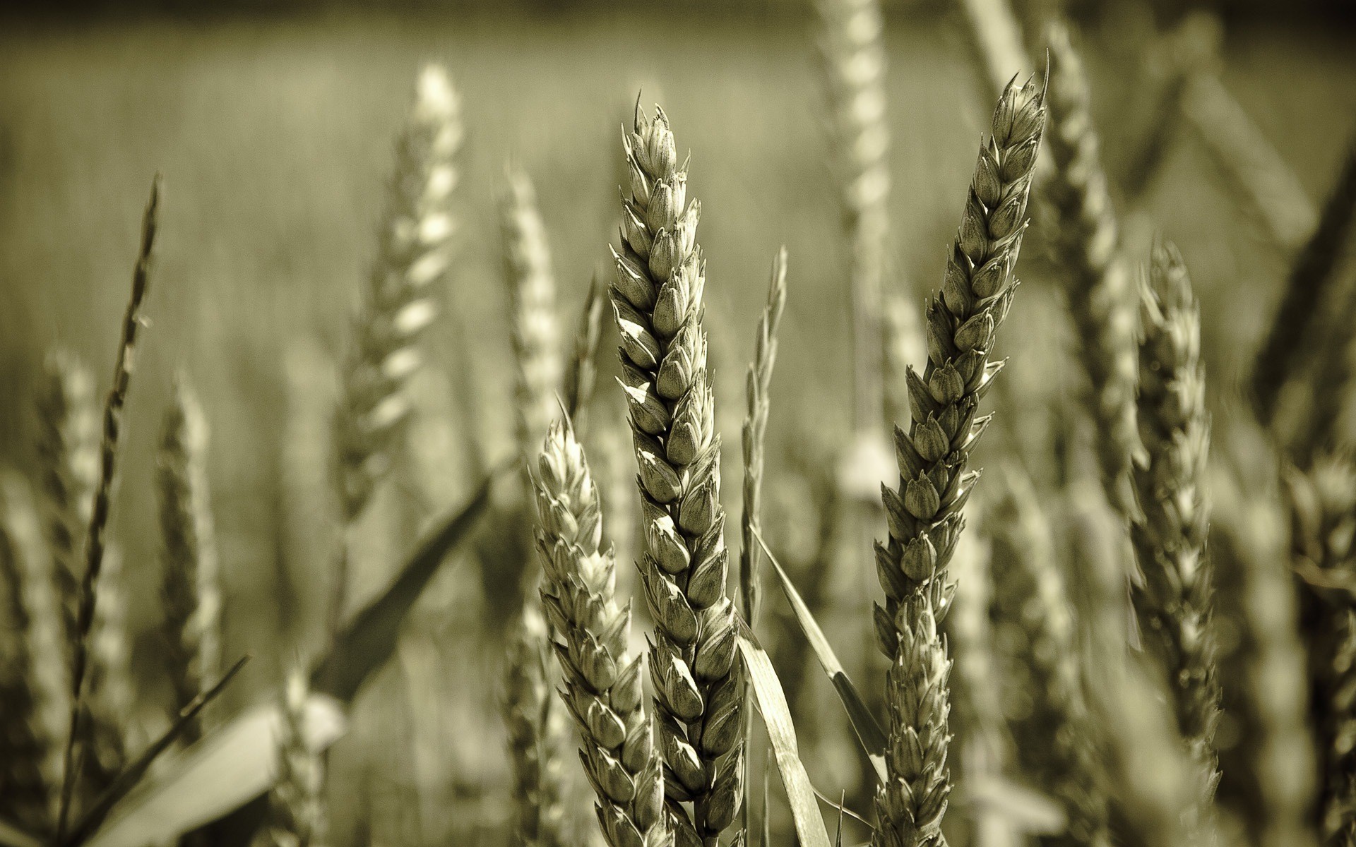 Wheat HD Wallpaper