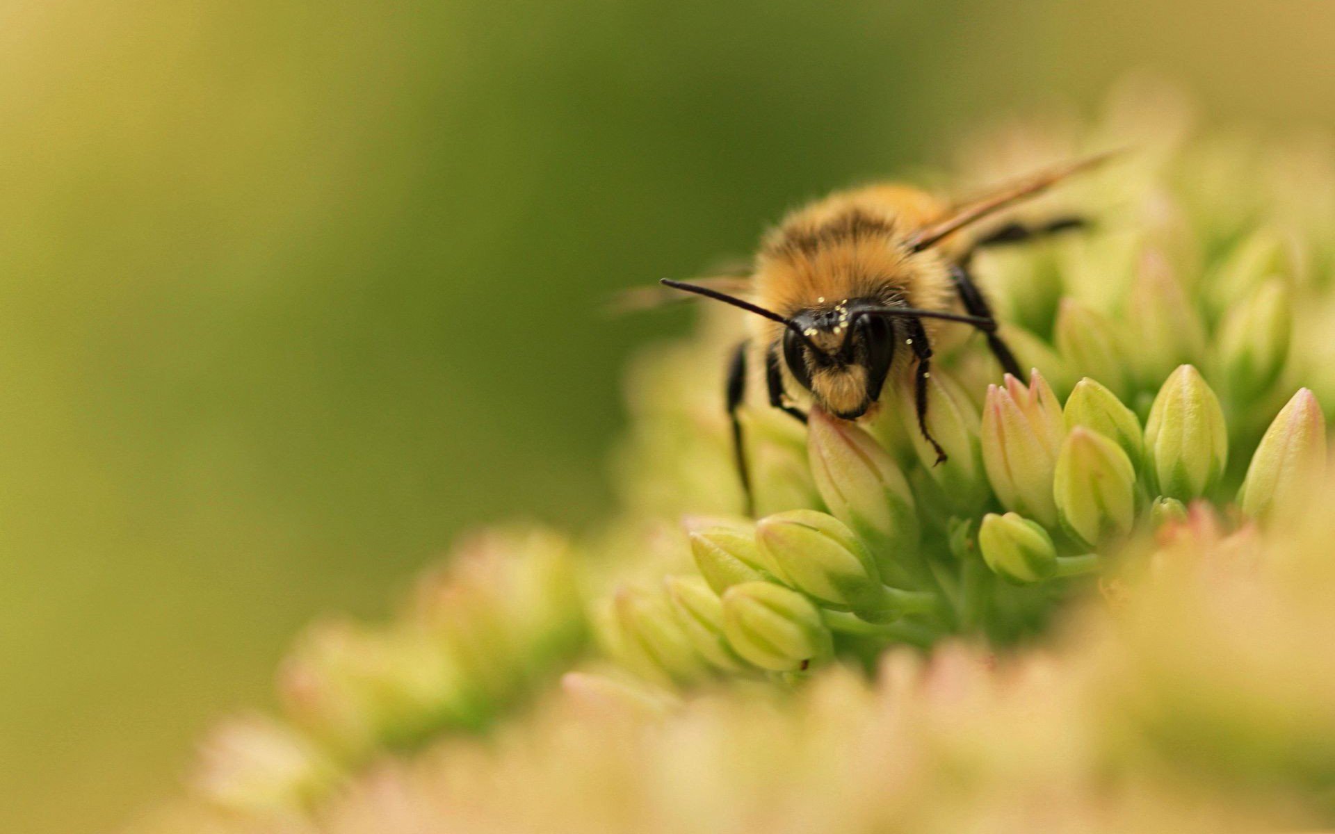 Download Animal Bee HD Wallpaper