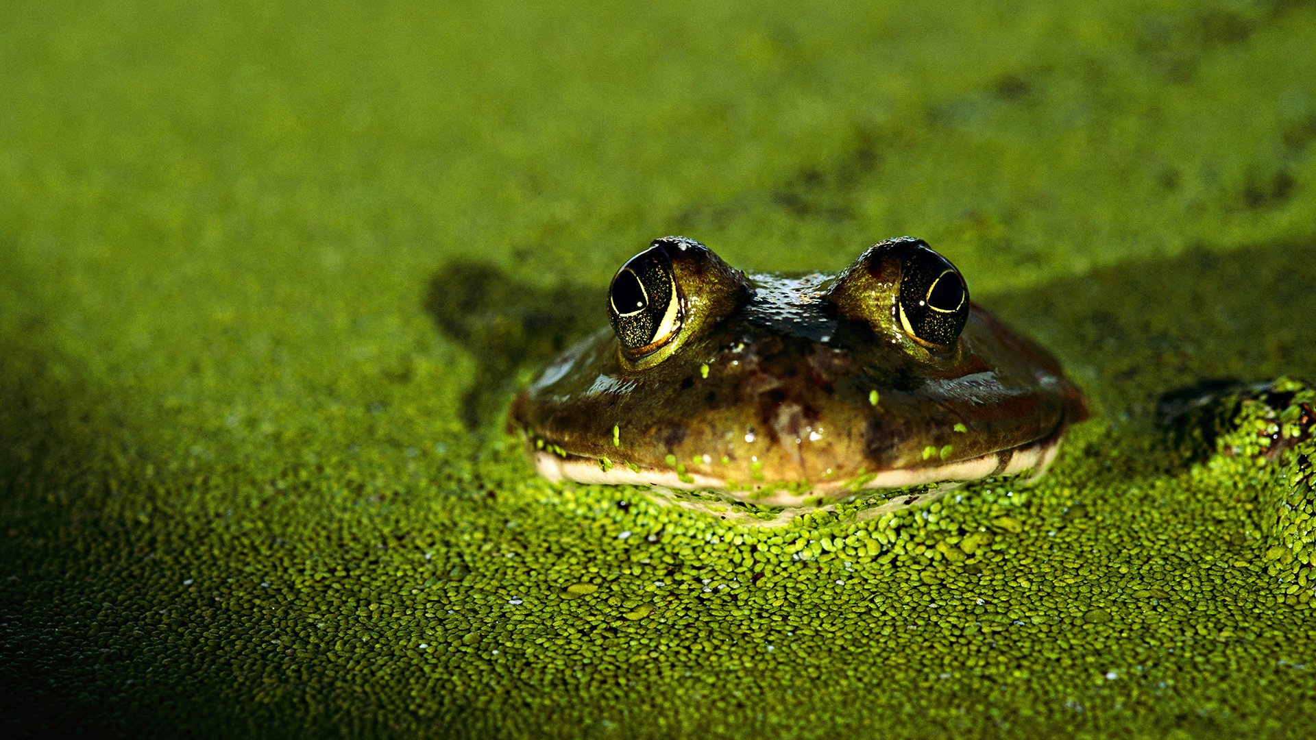 Download Animal Frog HD Wallpaper