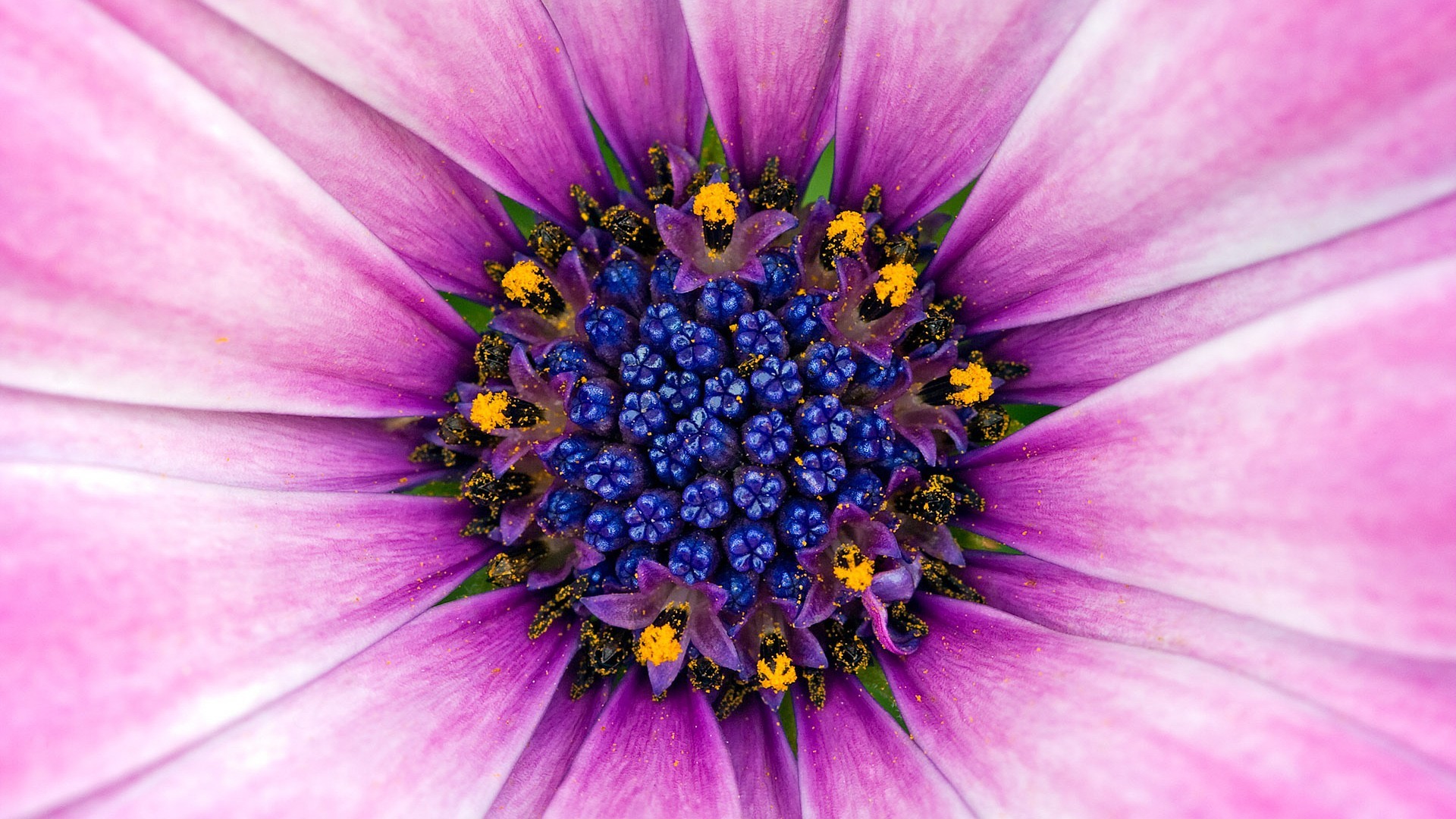 Download Nature Flower HD Wallpaper