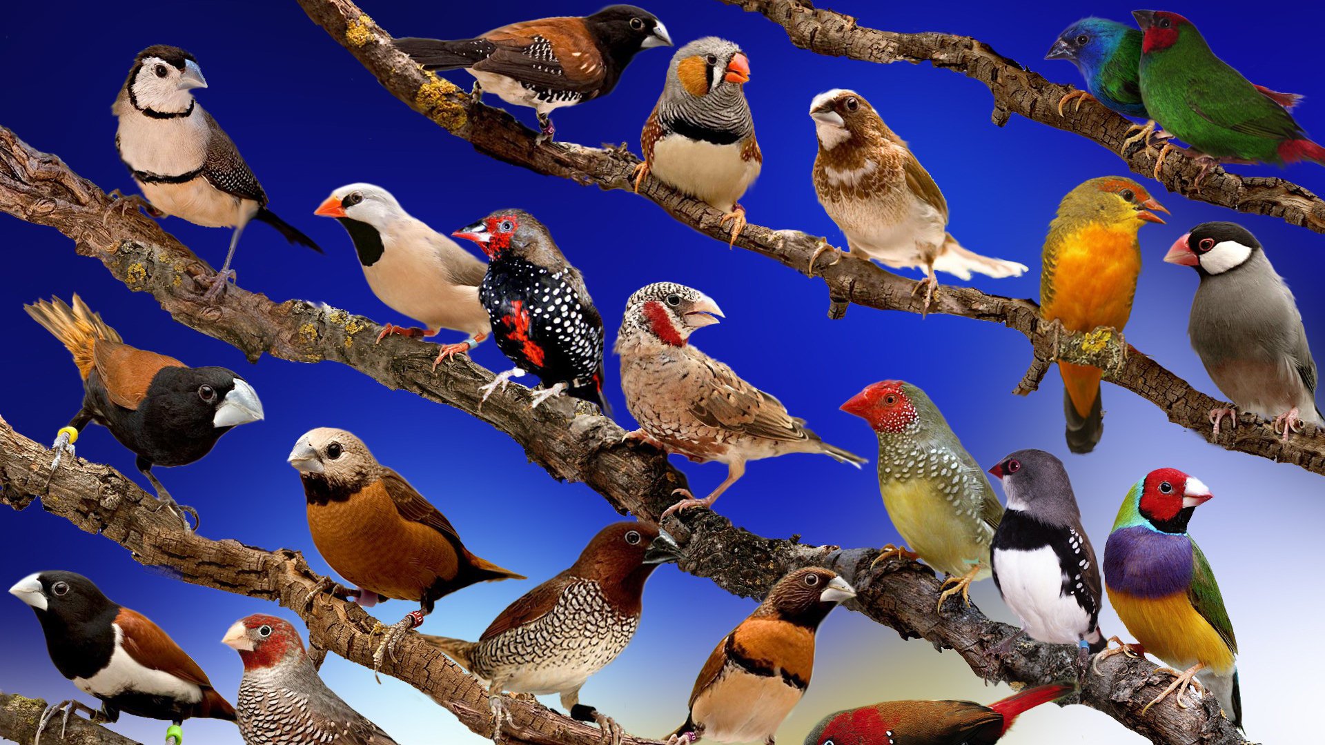 Colorful Finch Collection - HD Wallpaper