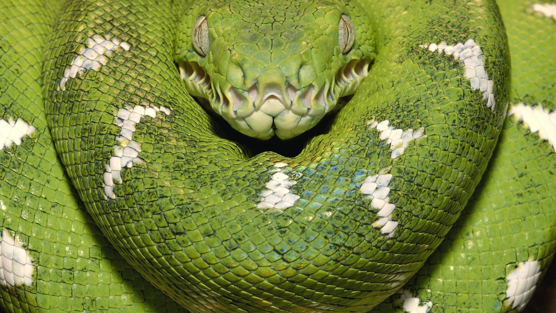 Vibrant Green Snake | Stunning HD Animal Wallpaper