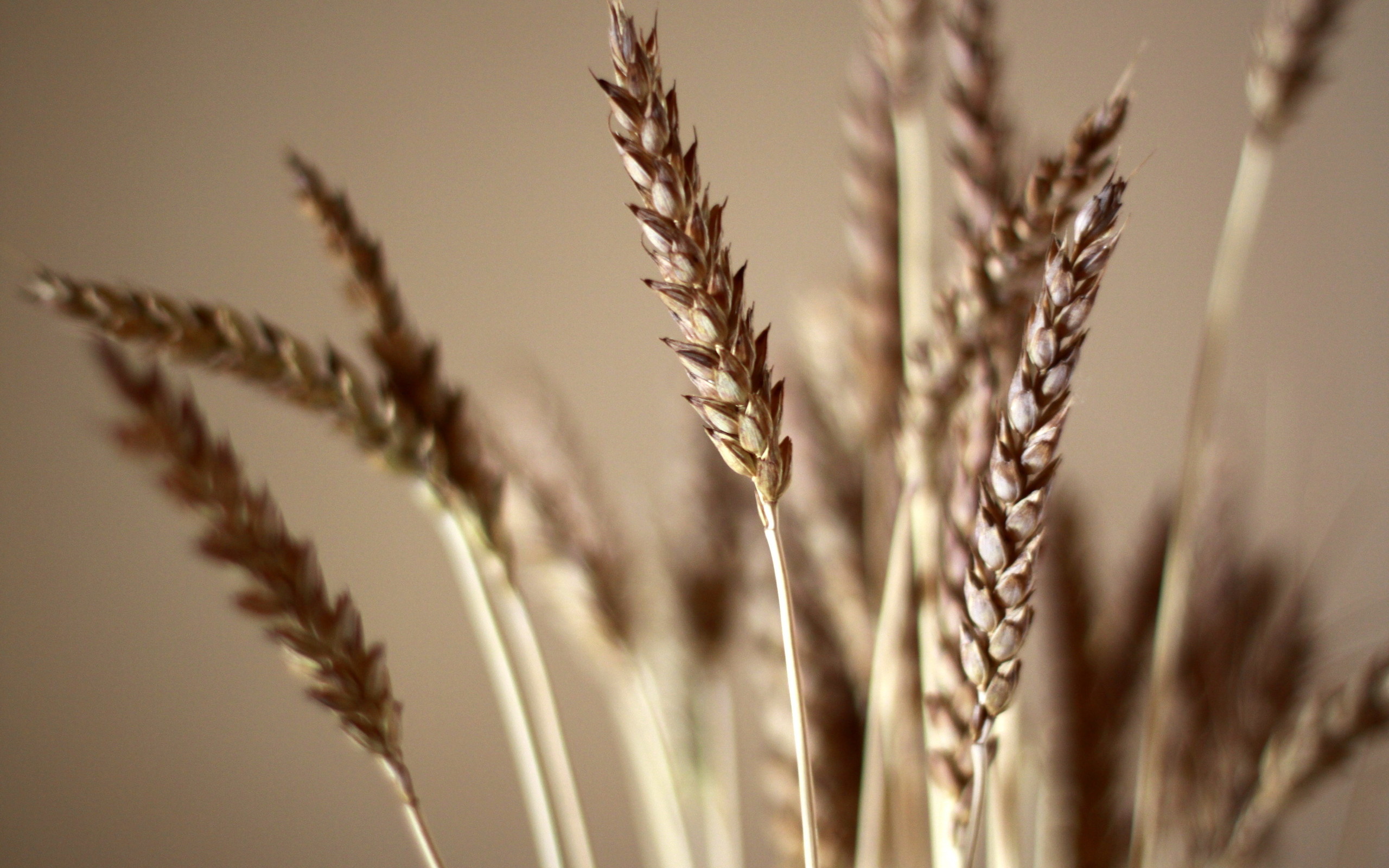 Wheat HD Wallpaper